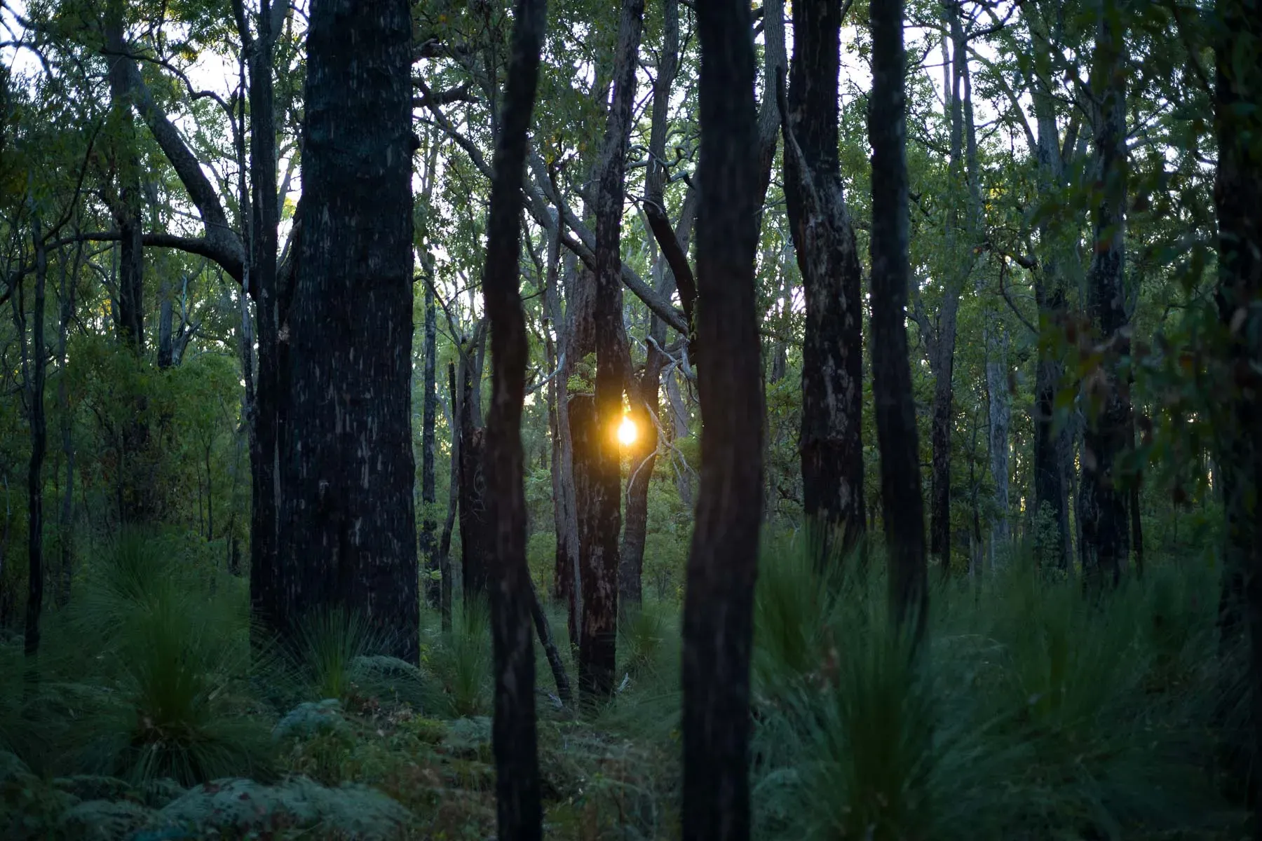 How Pittsburgh’s Alcoa Is Undermining a Rare Forest To Fuel Its Global ...