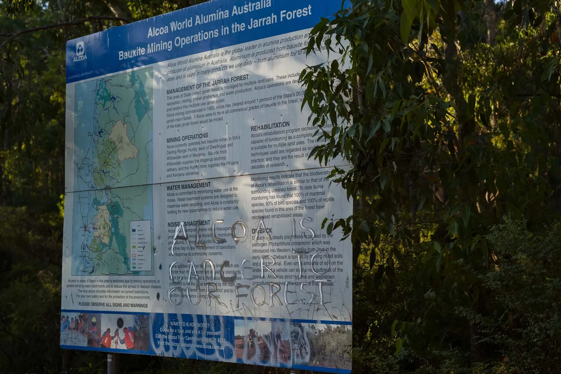 How Pittsburgh’s Alcoa Is Undermining a Rare Forest To Fuel Its Global ...