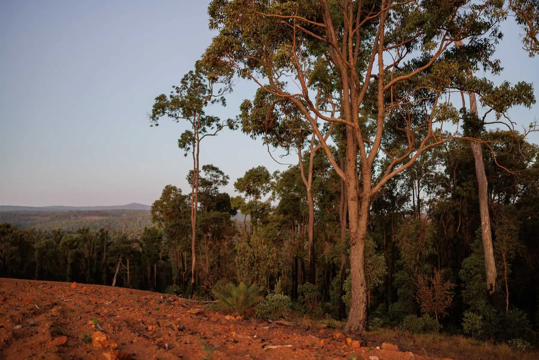 How Pittsburgh’s Alcoa Is Undermining a Rare Forest To Fuel Its Global ...