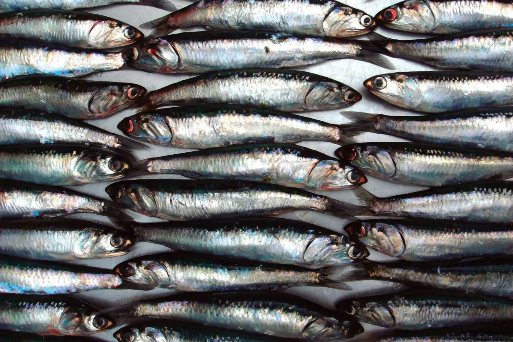 Peru Government Authorized Exploratory Anchoveta Fishing Despite ...