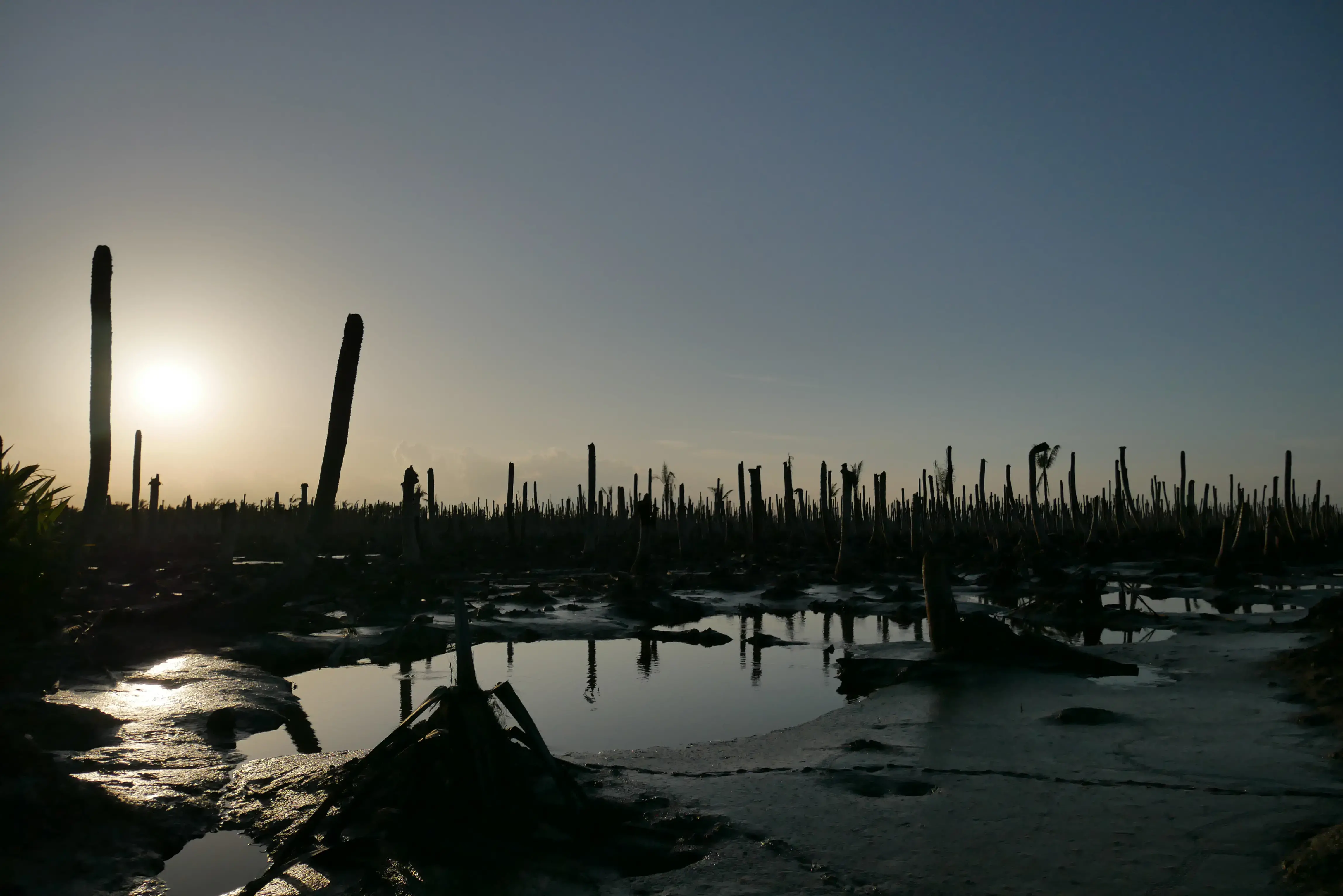 Sumatran Coastal Village Scrambles To Save Lost Livelihood ...