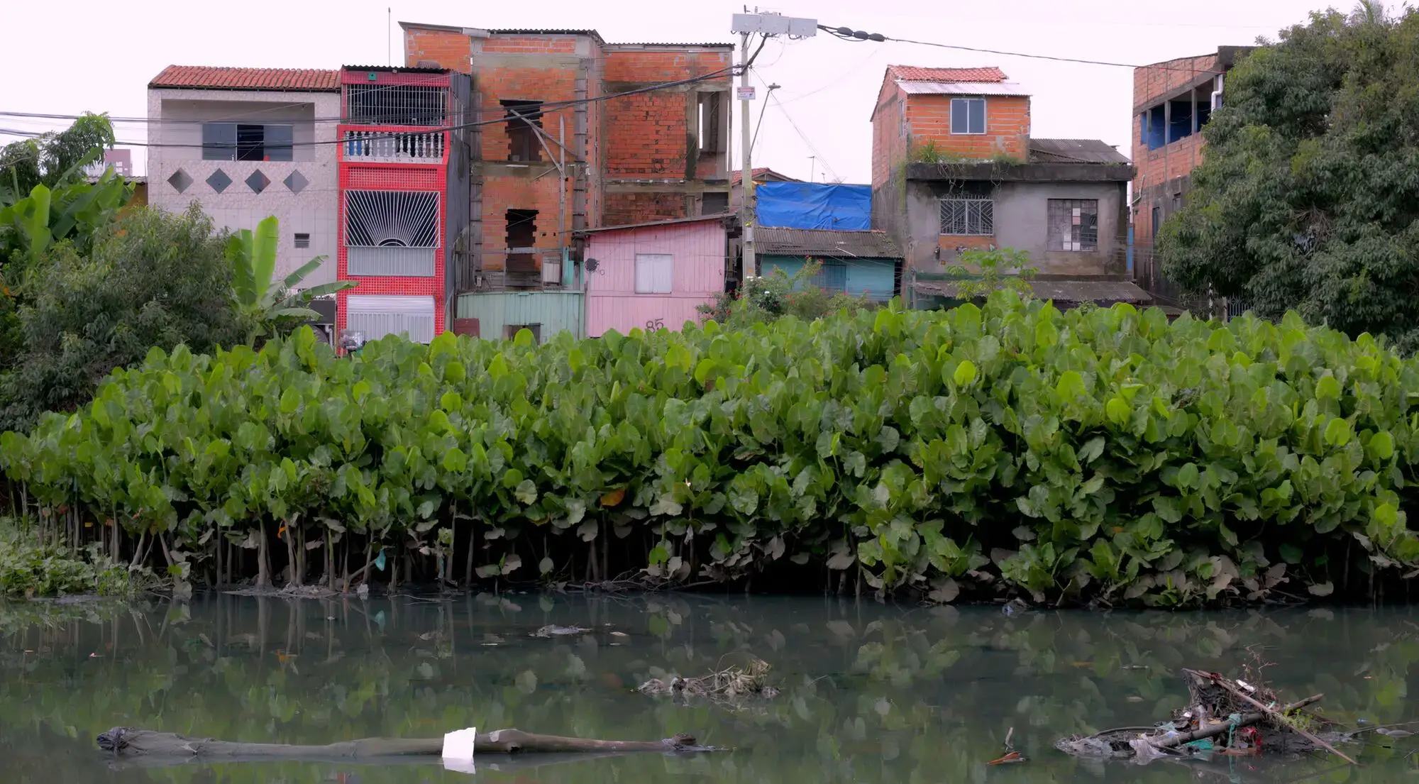 The Amazon Rainforest Is Urban, Too | Pulitzer Center
