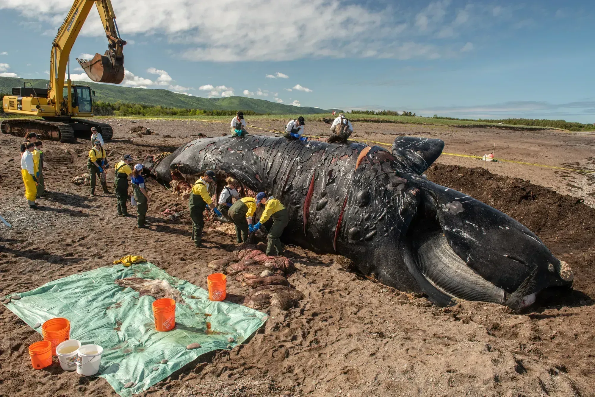 Collision Course: Ship Strikes Jeopardize the Endangered North Atlantic ...