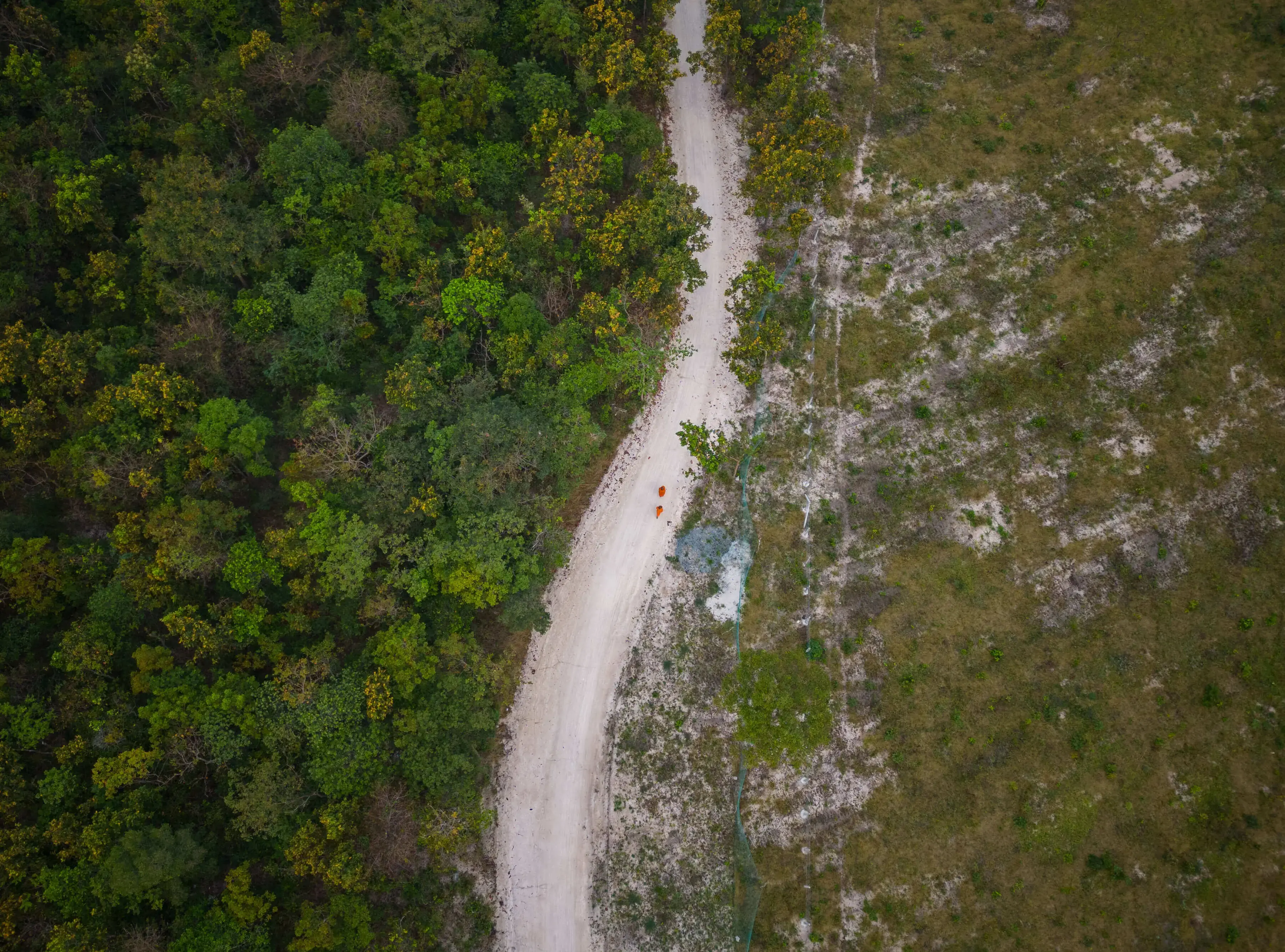 Fallen Forest: Cambodia’s Political Reforestation Unlikely To Survive ...