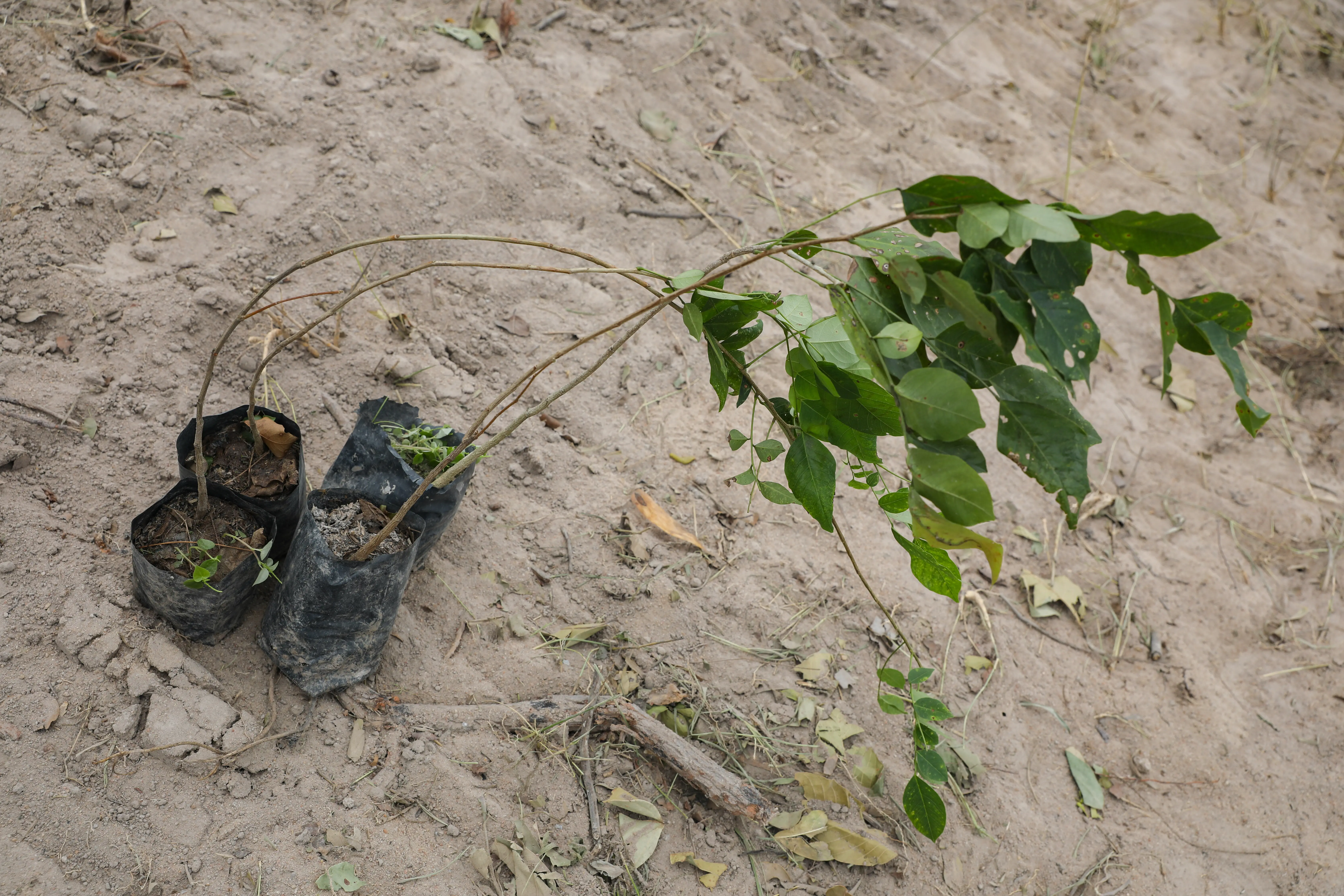Reforestation Follows Cambodian PM’s Intervention | Pulitzer Center