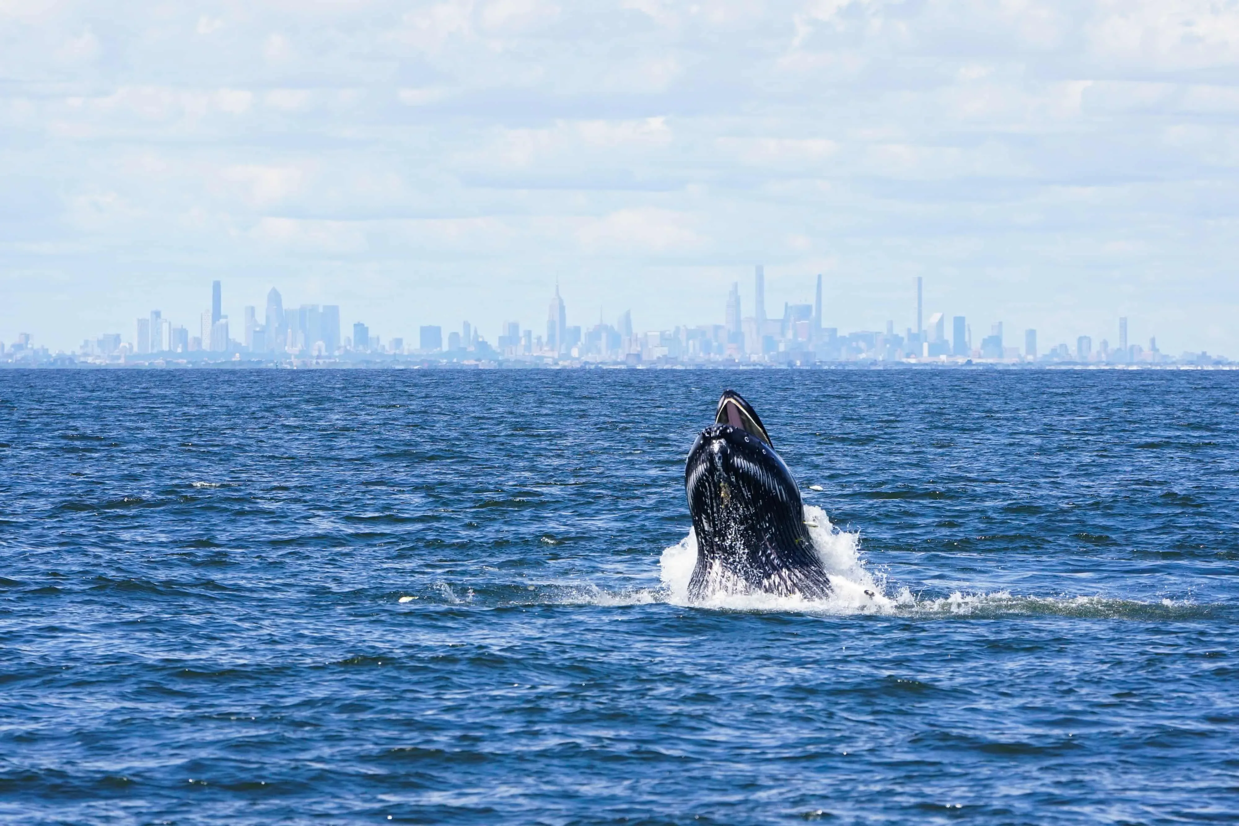 Dodging New York Traffic: How Hundreds of Whales Are on a Collision ...