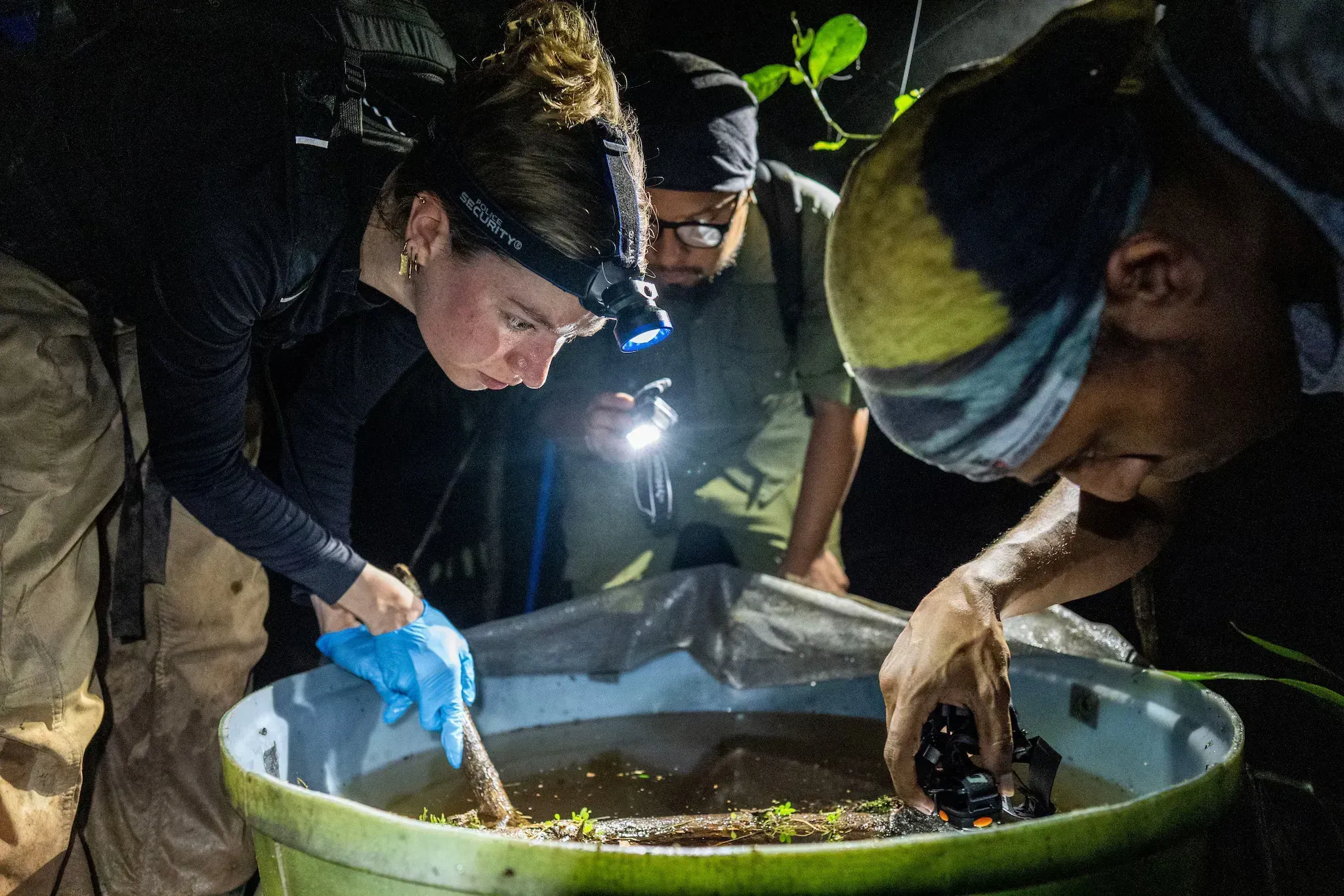 First, the Frogs Died. Then People Got Sick. | Pulitzer Center