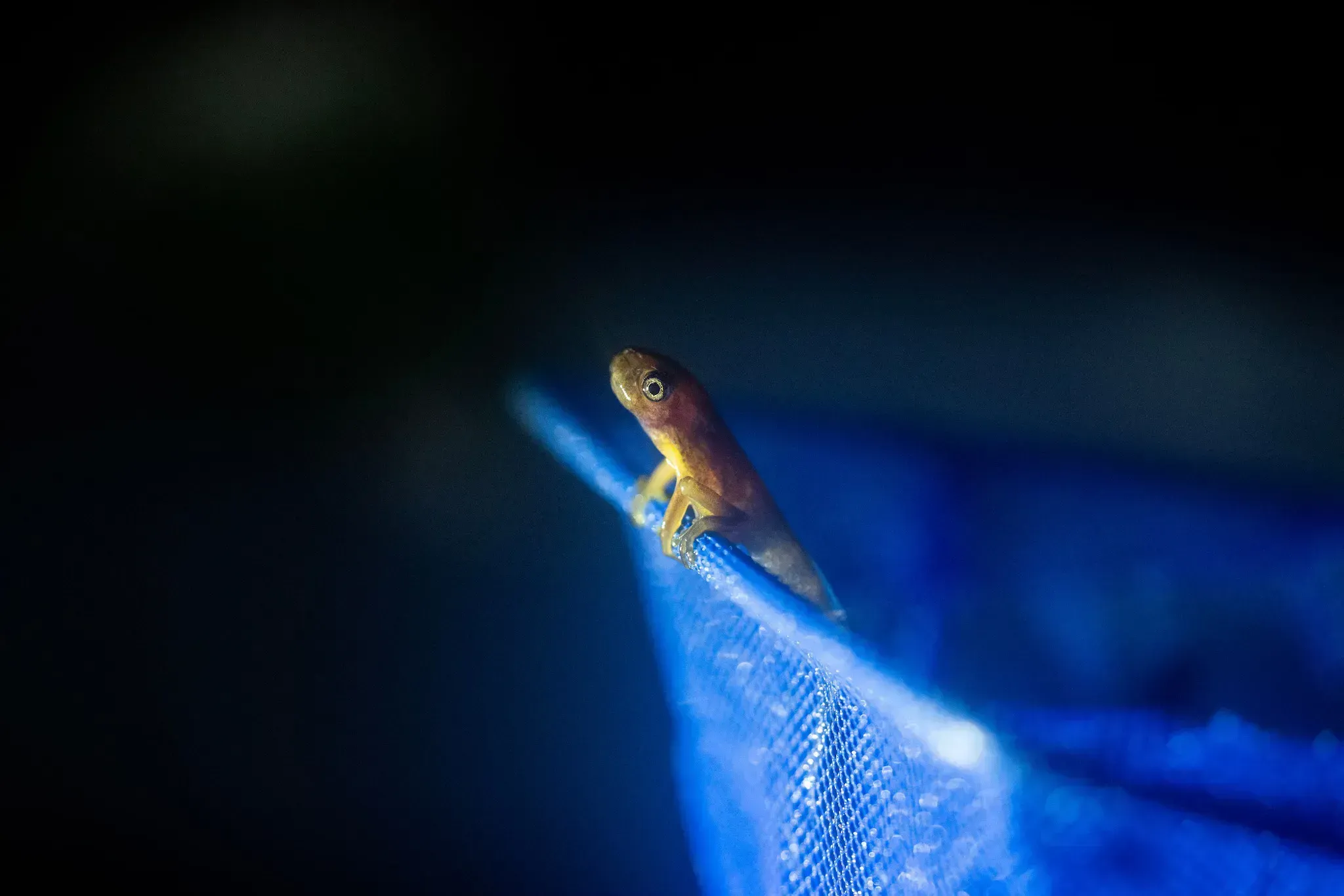 First, the Frogs Died. Then People Got Sick. | Pulitzer Center