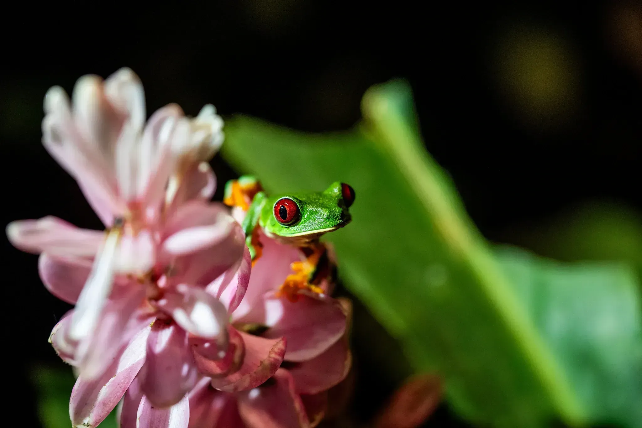 First, the Frogs Died. Then People Got Sick. | Pulitzer Center