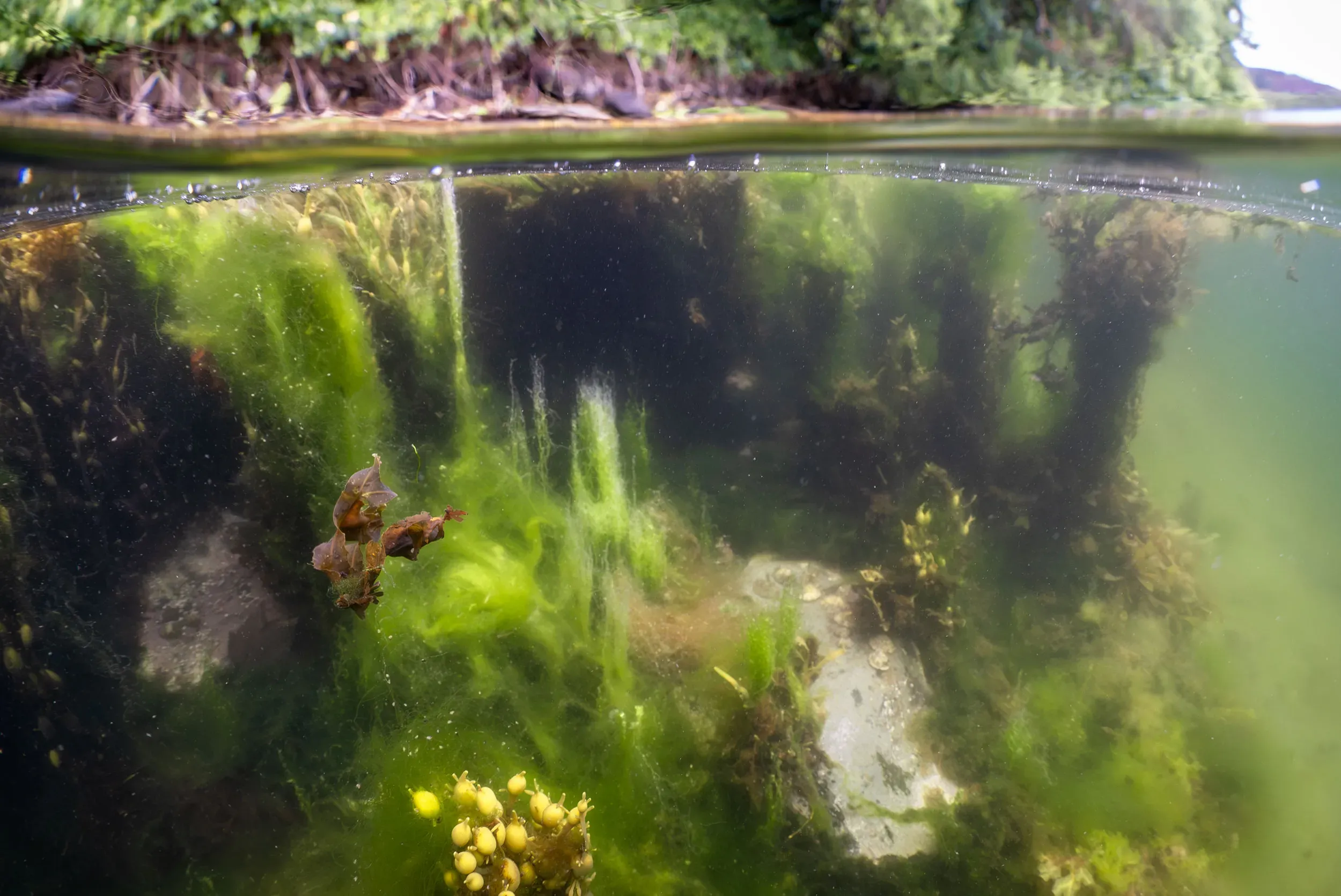 For the Love of a Little Sea | Pulitzer Center