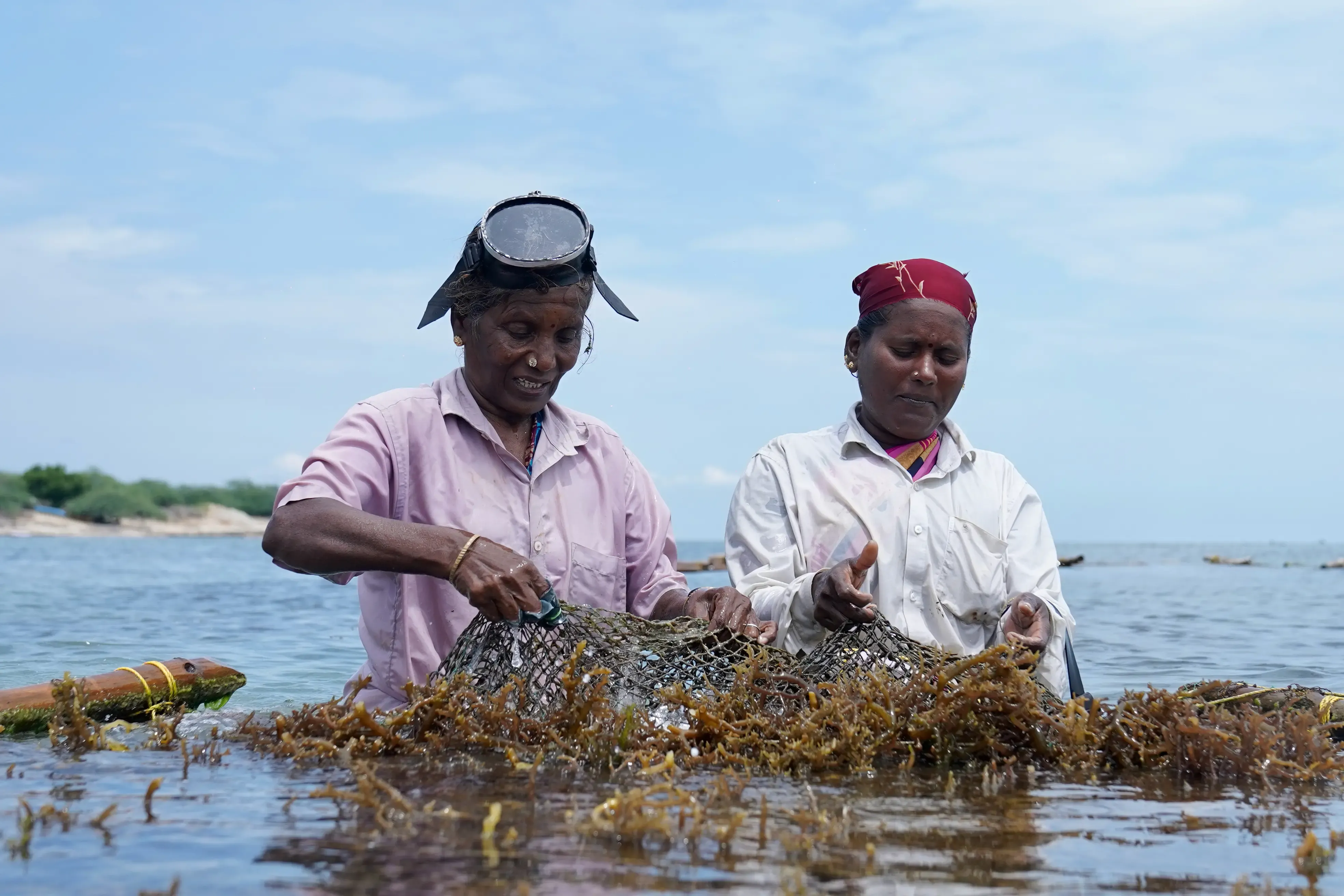 How a Scientific Debate and a Secret Disease Stalled Algae Farming in ...