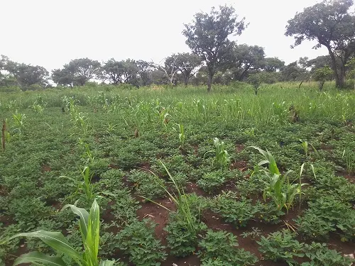 Saving MT Kei Forest From Cross Border Criminals | Pulitzer Center