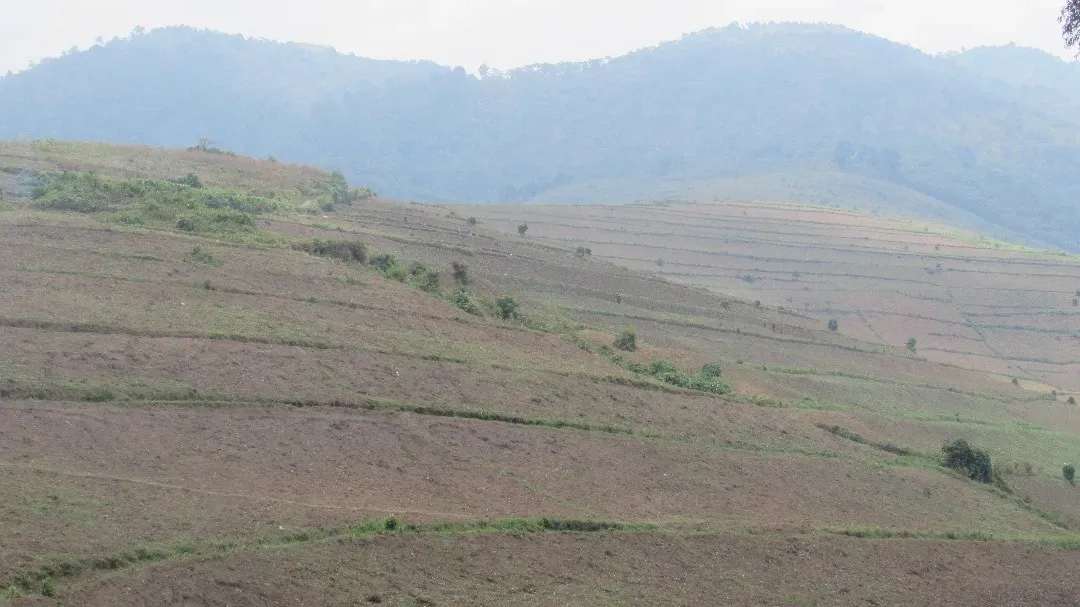 Who’s Clearing Burundi’s Kibira Forest? | Pulitzer Center