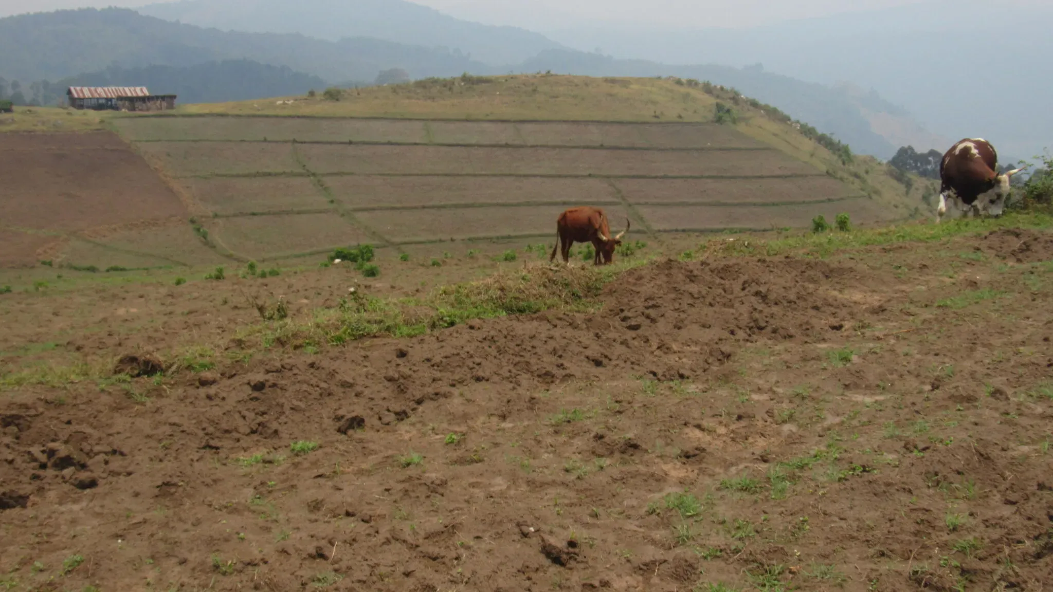 Who’s Clearing Burundi’s Kibira Forest? | Pulitzer Center