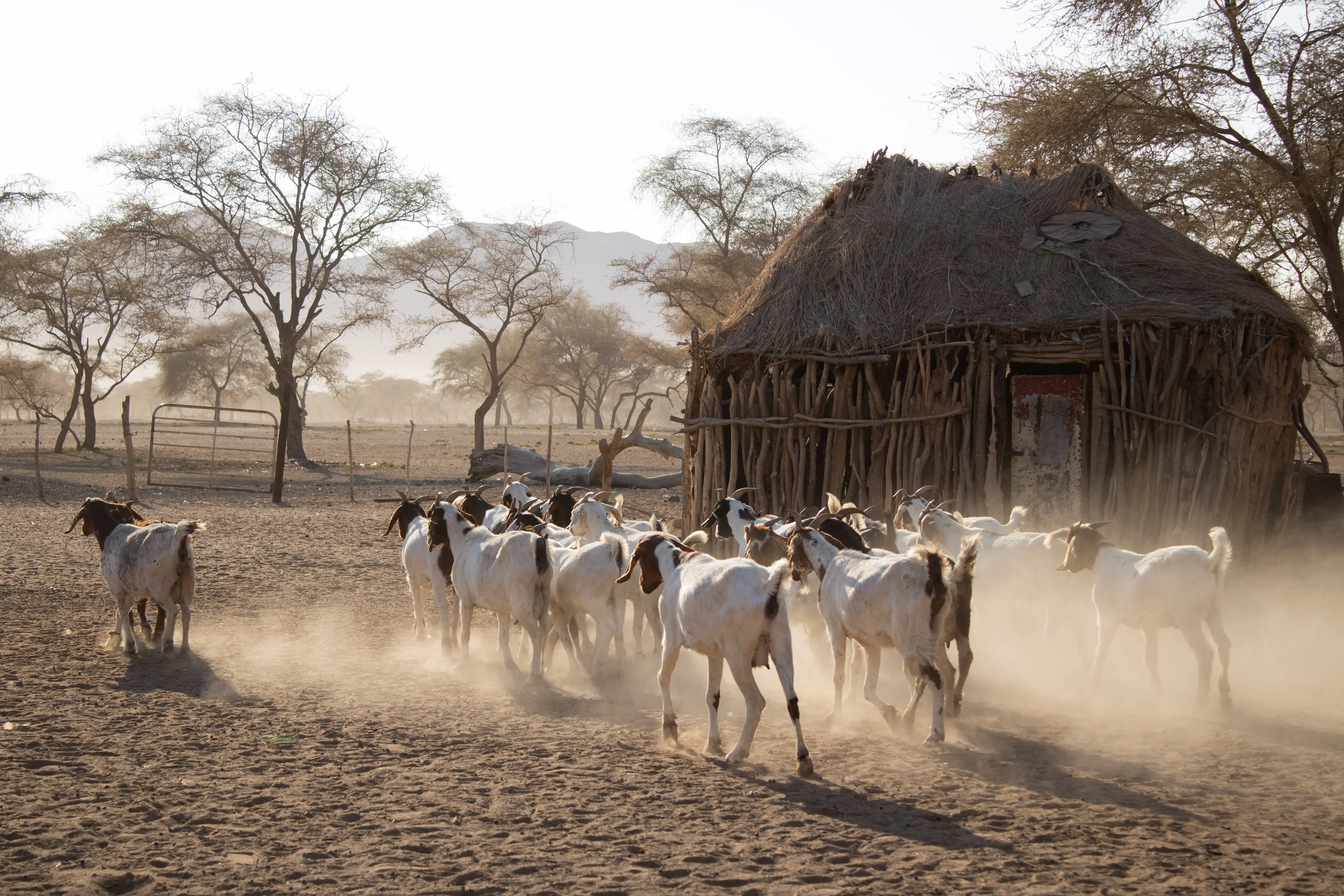 In Namibia’s Kunene Region, Government Initiative Helps Livestock ...