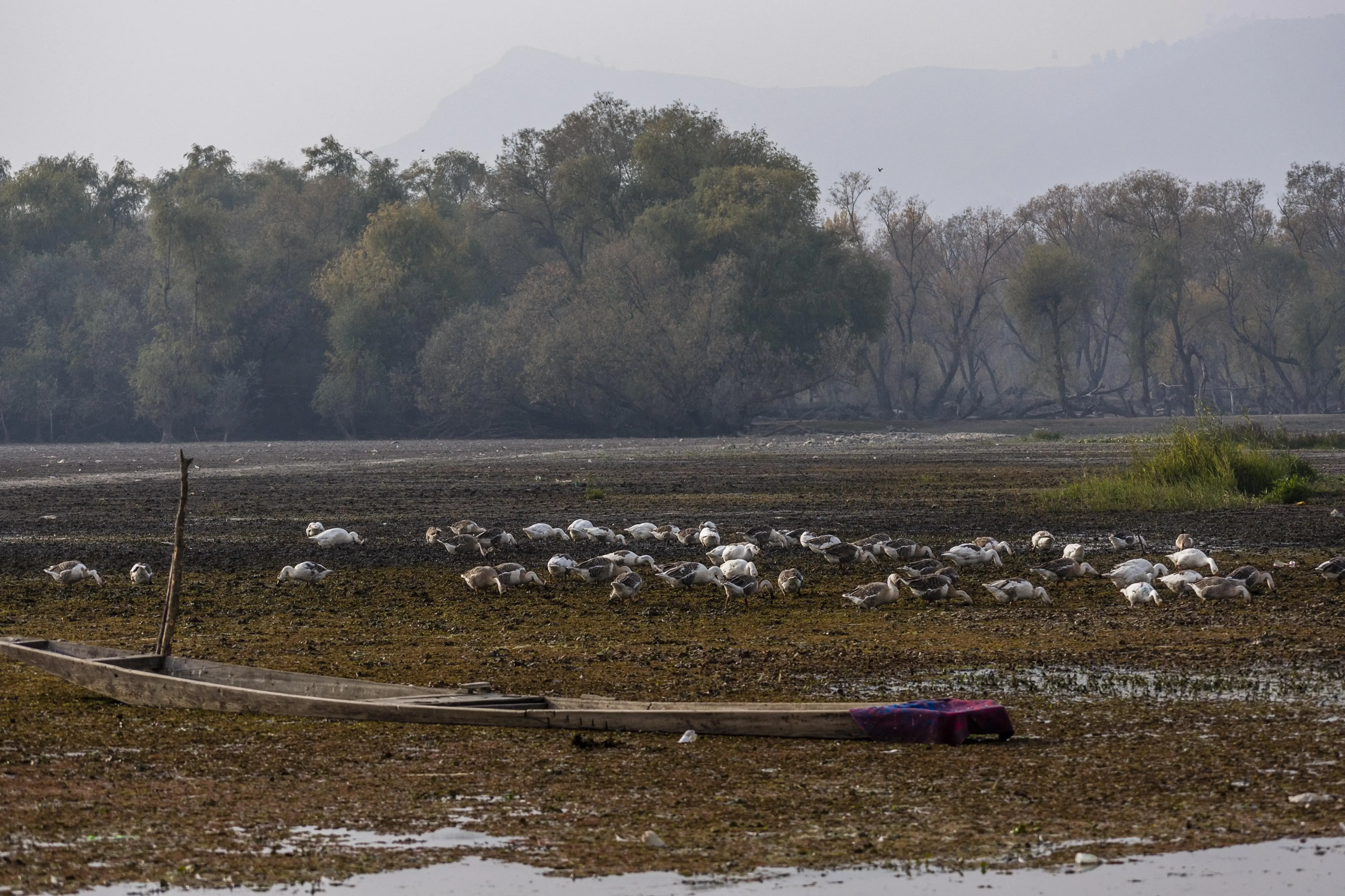 Kashmir’s Wular Lake Is in Crisis | Pulitzer Center