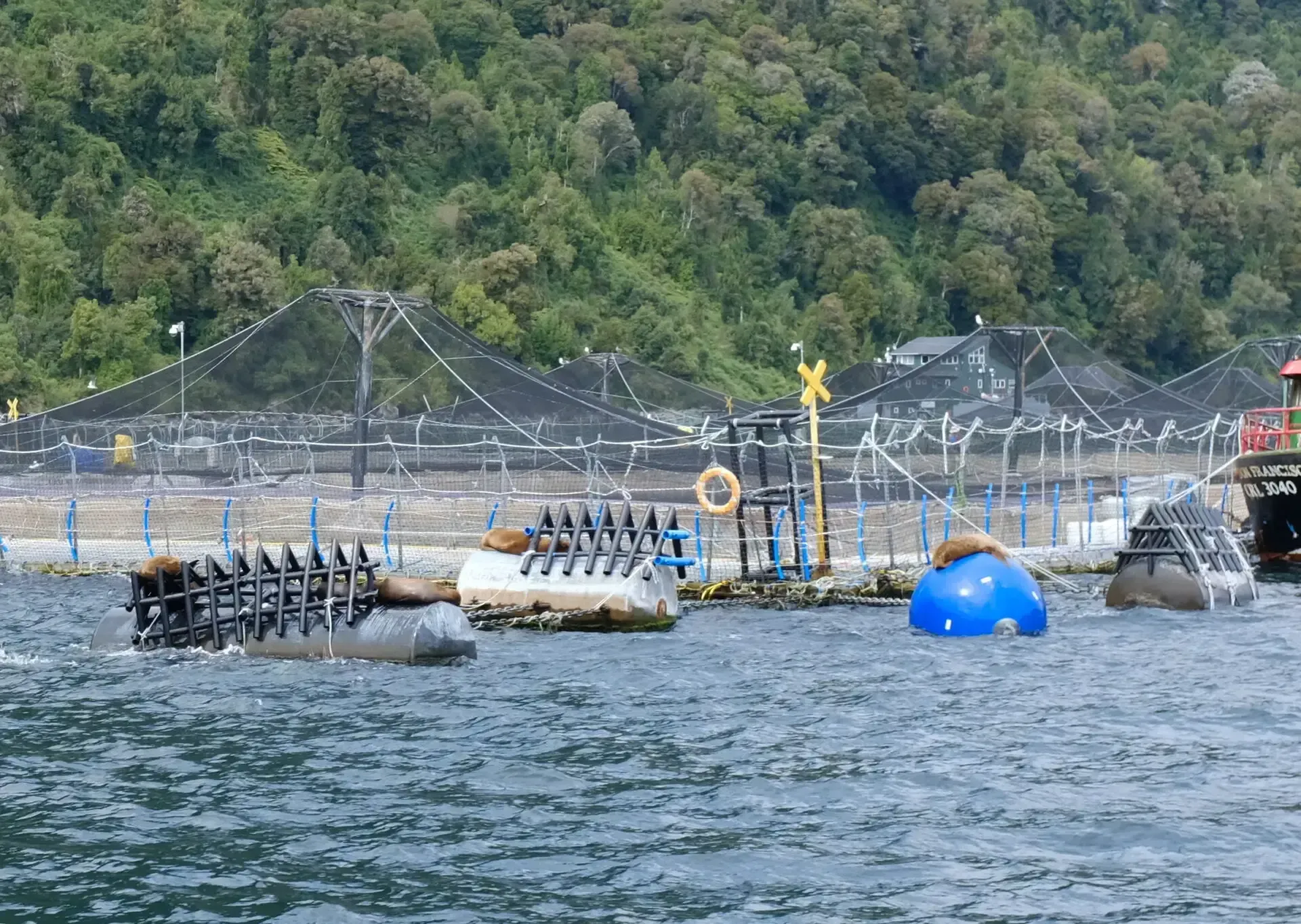 Patagonian Paradise Lost? The Environmental Hazards of Farming Fish in ...