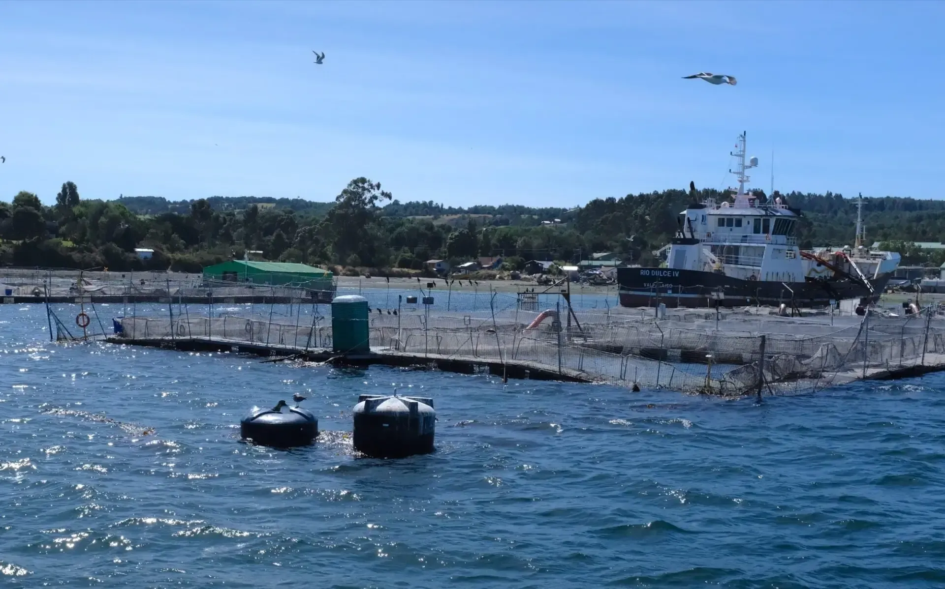 Patagonian Paradise Lost? The Environmental Hazards of Farming Fish in ...