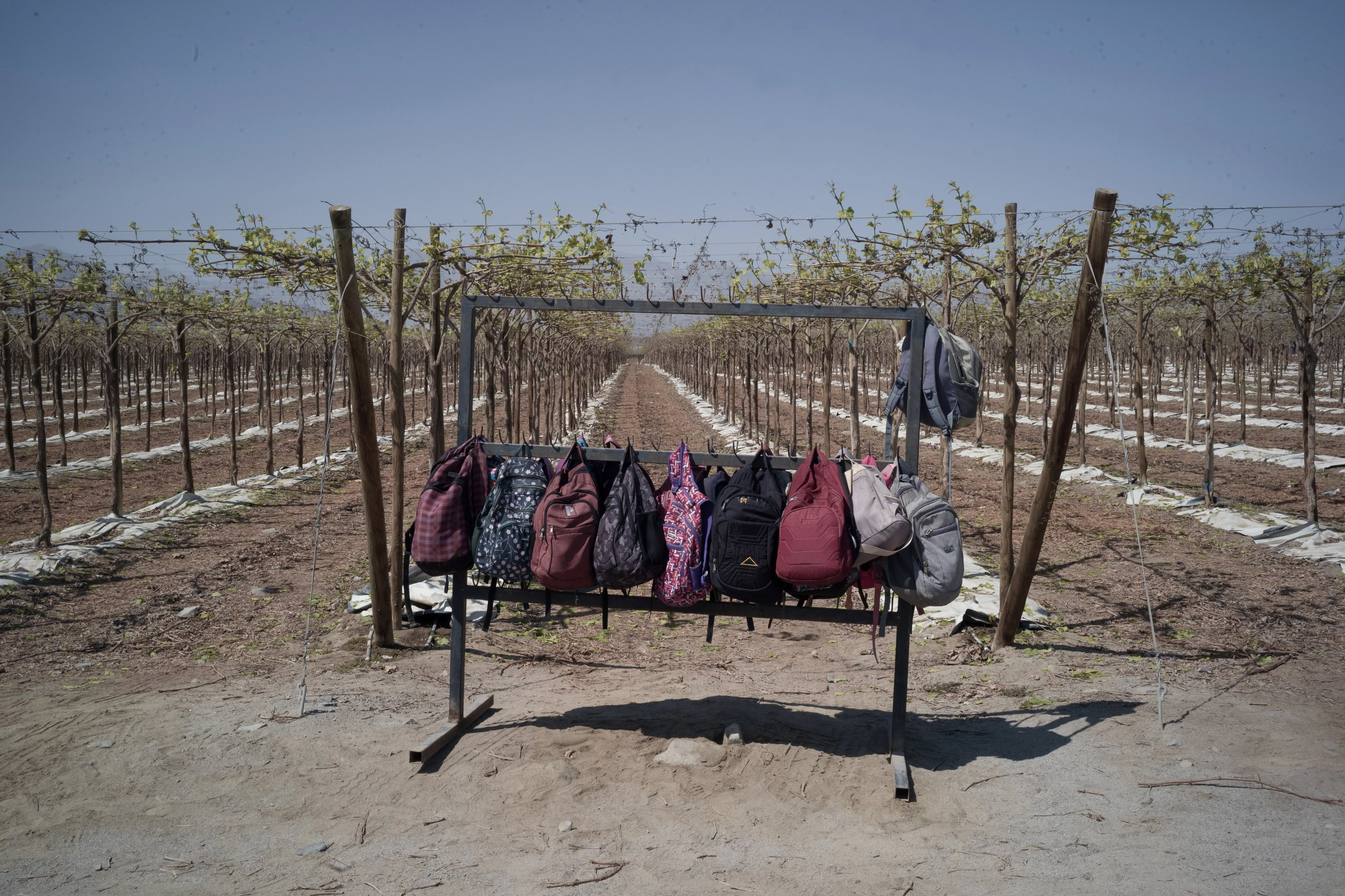 Peruvian Blueberries Are Thriving Abroad, but Local Harvesters Are Left ...