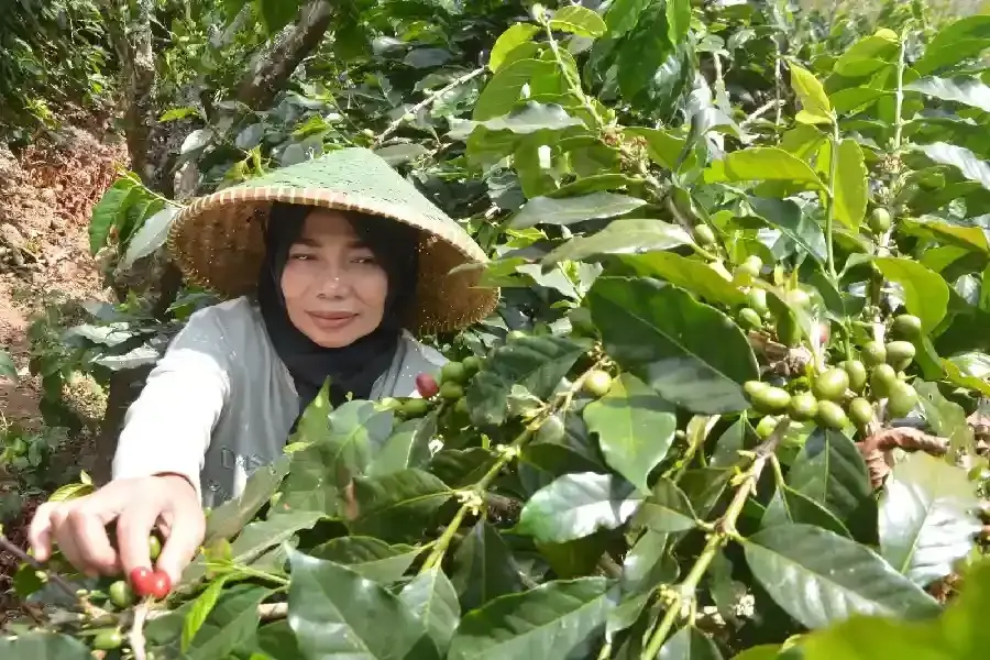 Perempuan yang Berdaulat di Perhutanan Sosial dan Membina 300-an Petani ...