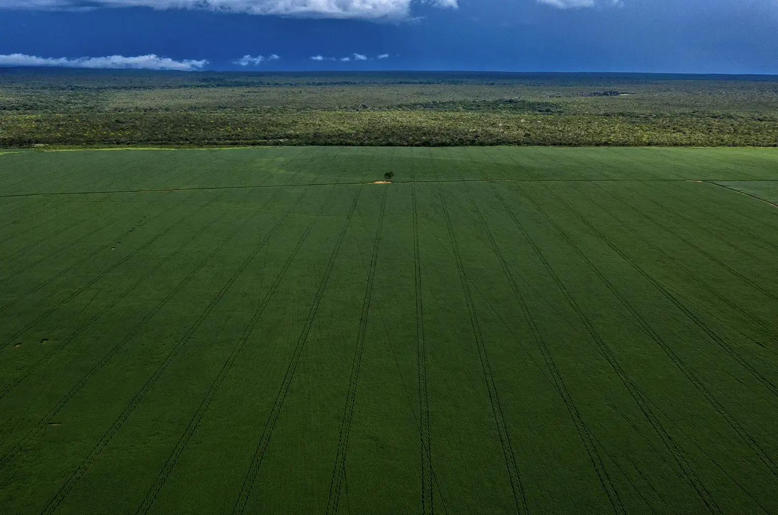 Indigenous Village Harvests Seeds To Slow Deforestation in Brazil’s ...