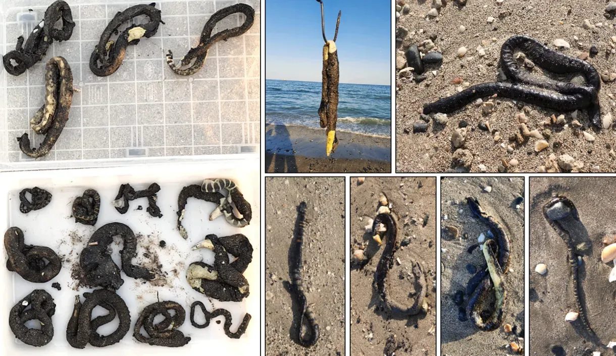How Do Oil Tankers Threaten Marine Life in the Arabian Gulf? | Pulitzer ...