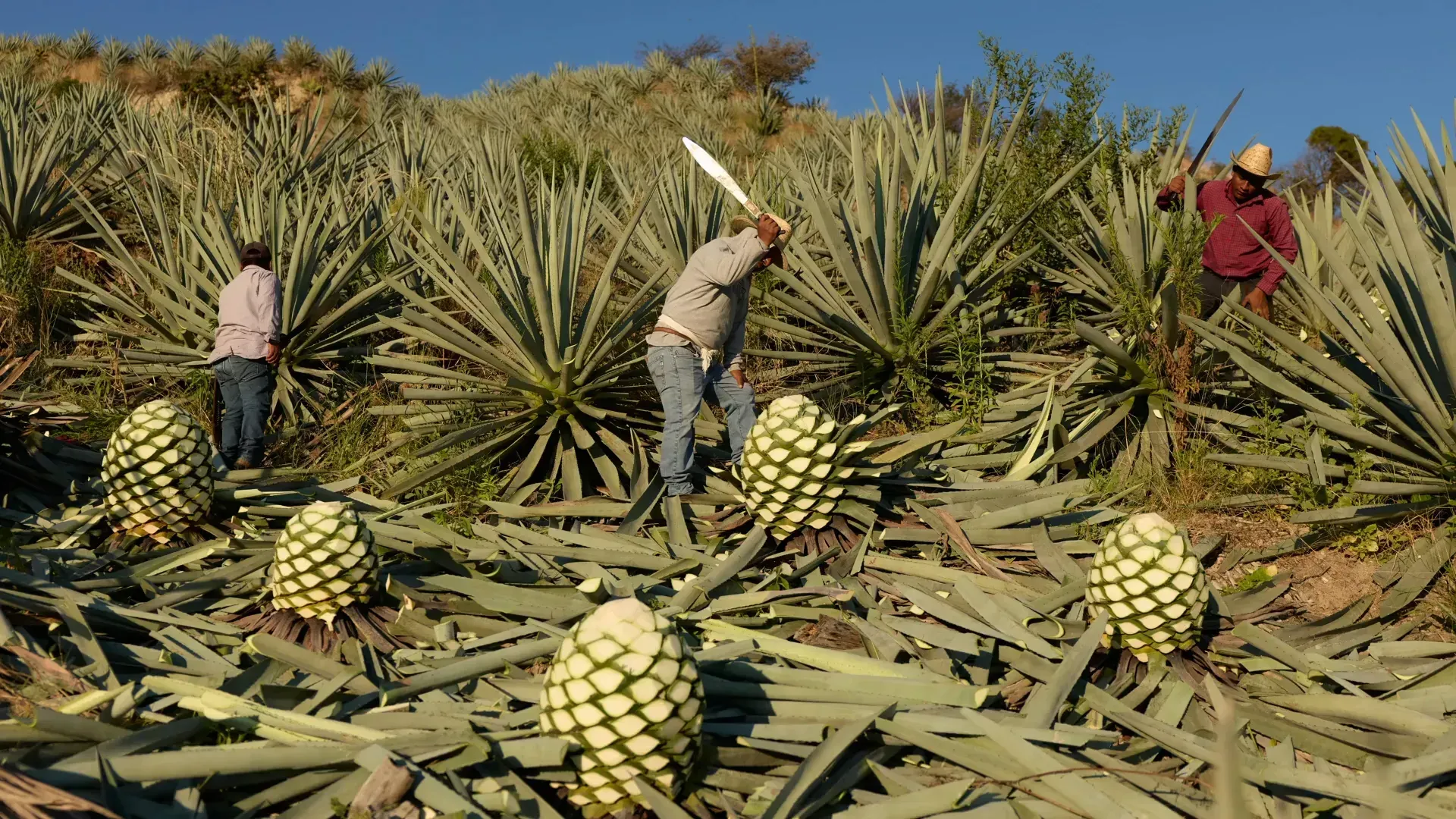 See How Mezcal Is Made in Mexico | Pulitzer Center