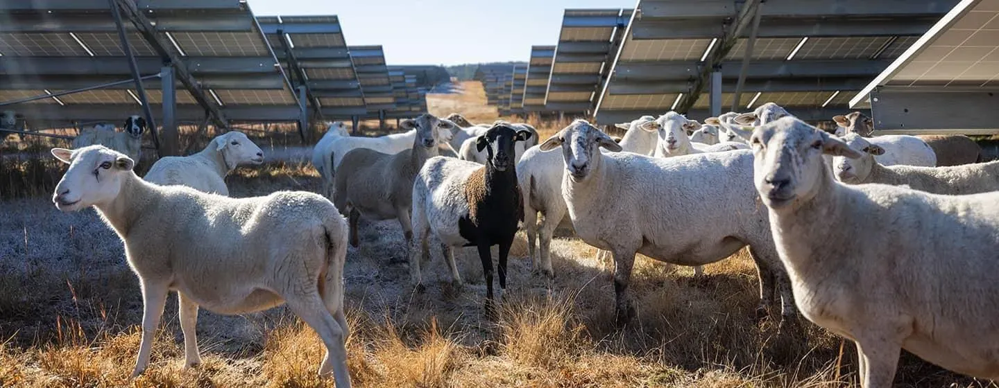 Sheep and Solar: A Perfect Match | Pulitzer Center