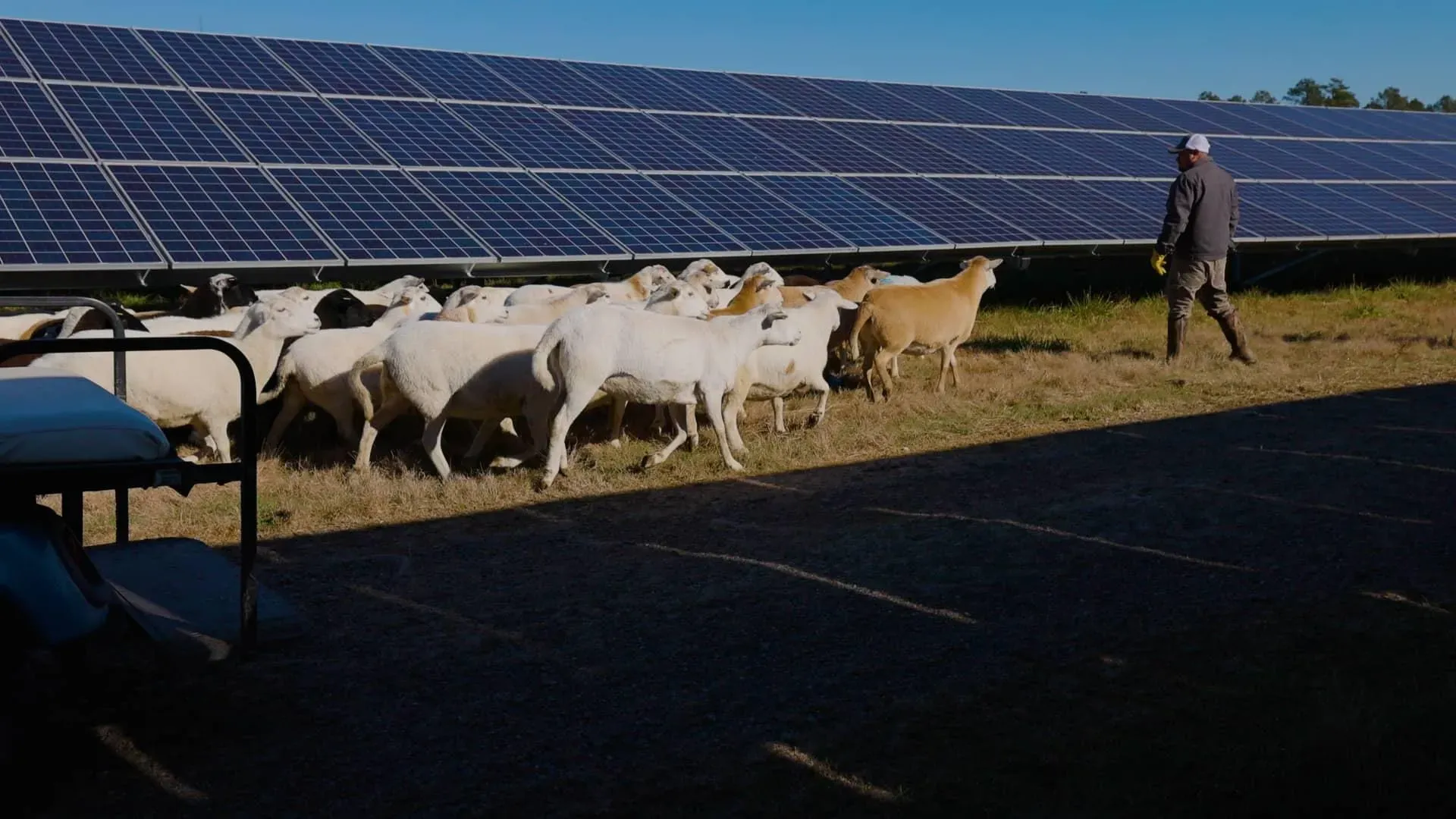 Sheep and Solar: A Perfect Match | Pulitzer Center