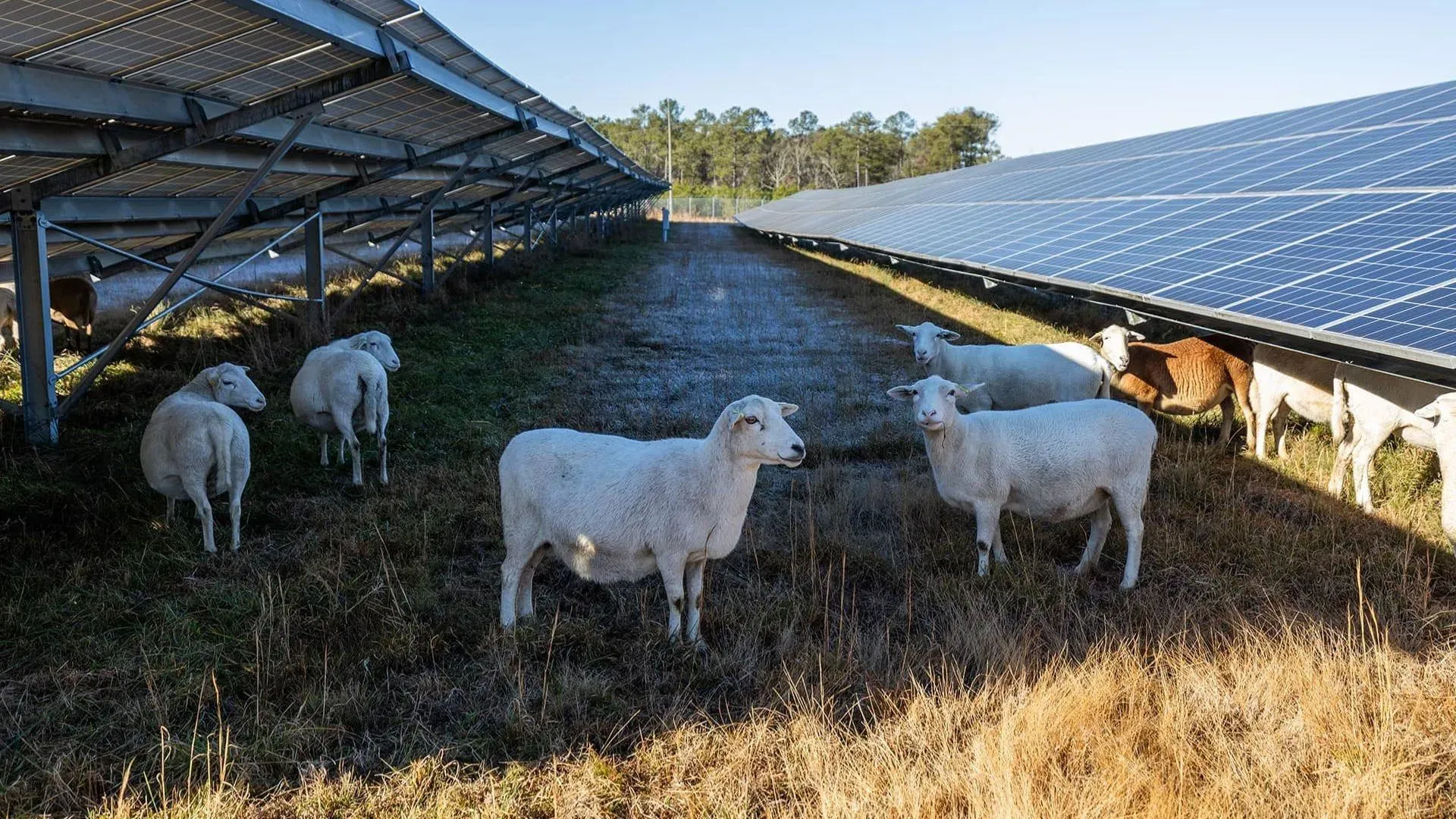 Sheep and Solar: A Perfect Match | Pulitzer Center