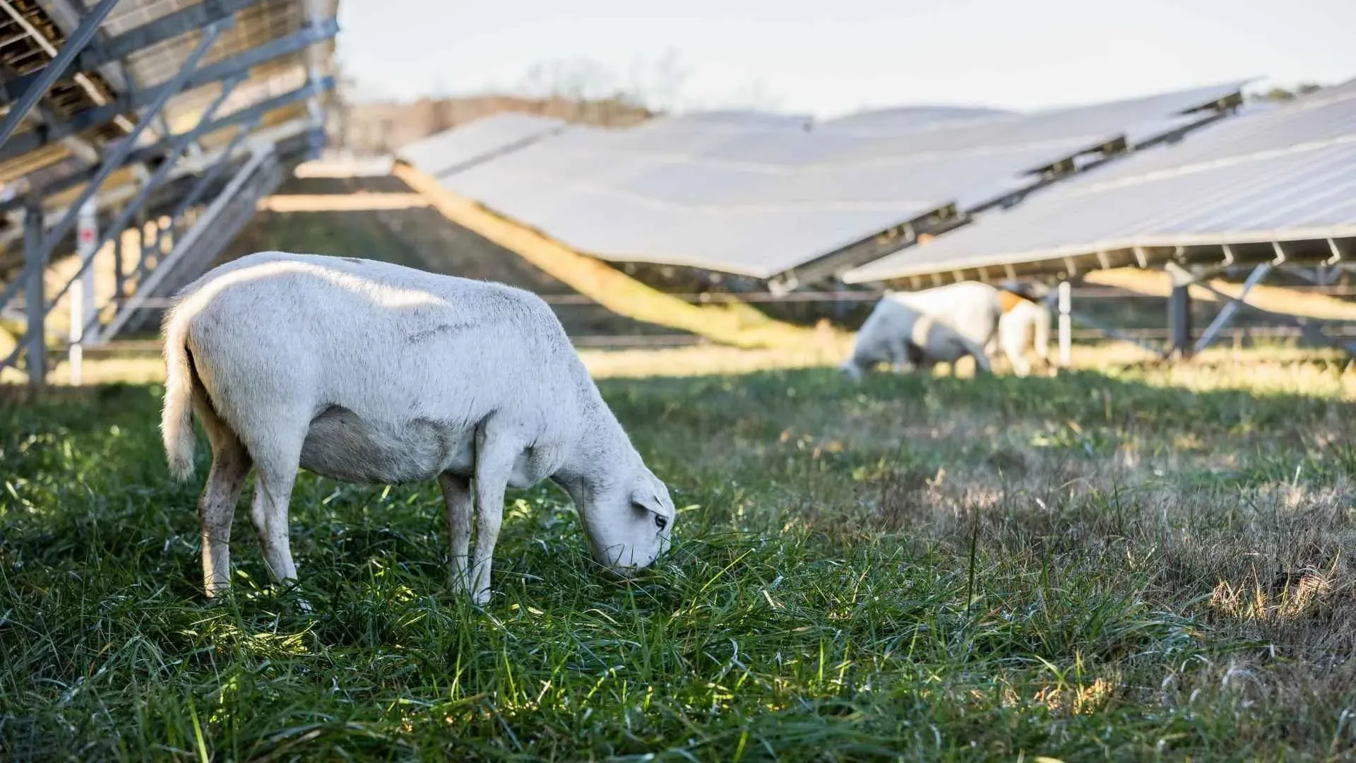 Sheep and Solar: A Perfect Match | Pulitzer Center