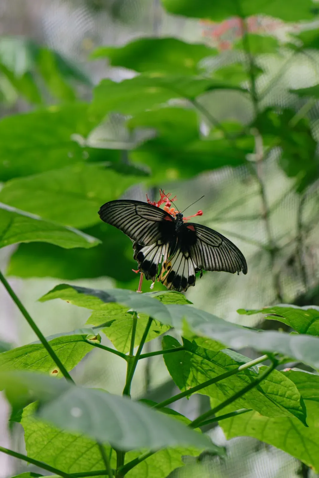 The Butterfly Boys: Lintas Generasi Hidup dari Kupu-kupu | Pulitzer Center