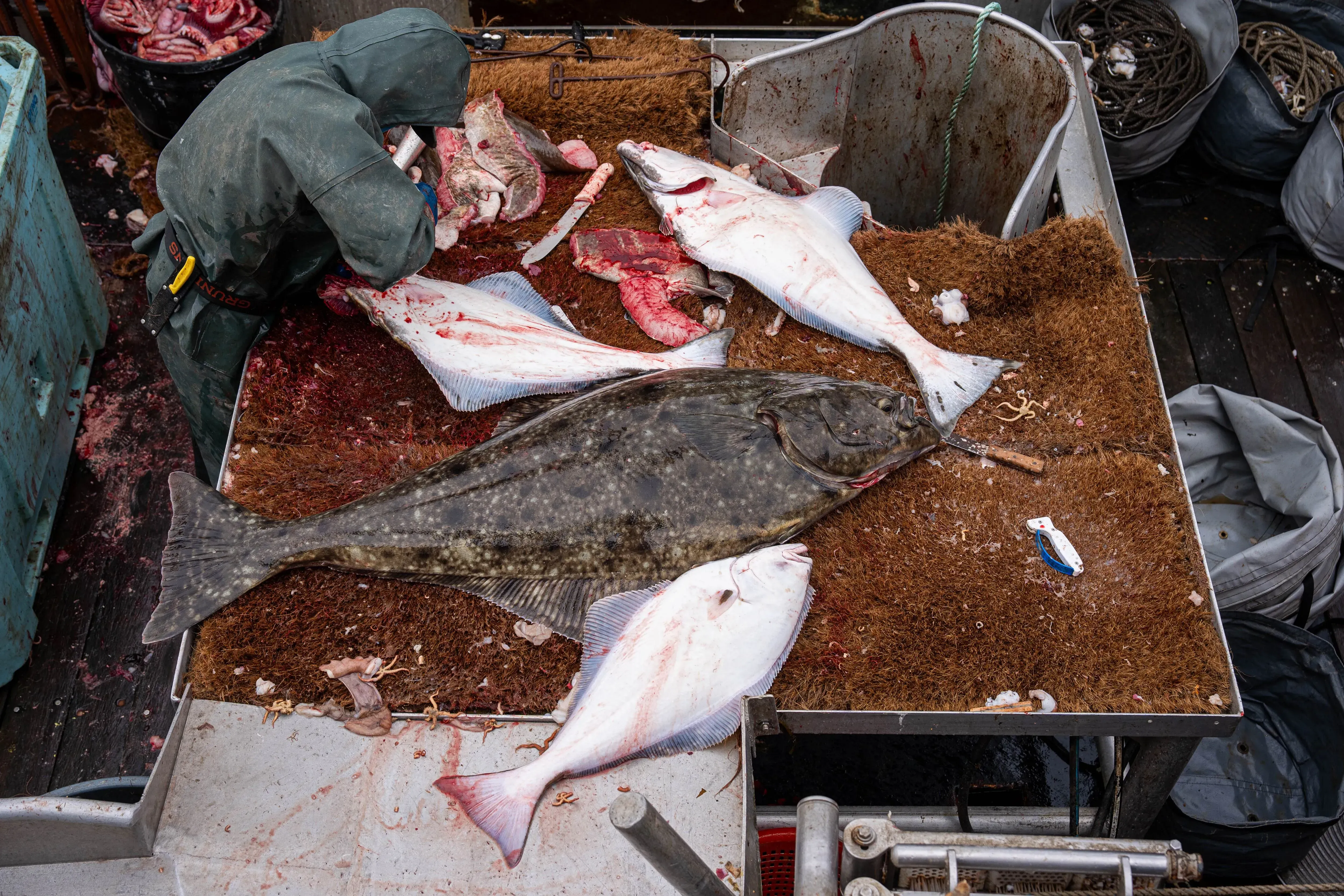 The International Pacific Halibut Commission Is at a Crossroads As the ...