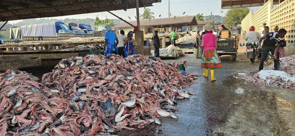 Havoc as Tanzania’s Fish Exports Plummet | Pulitzer Center