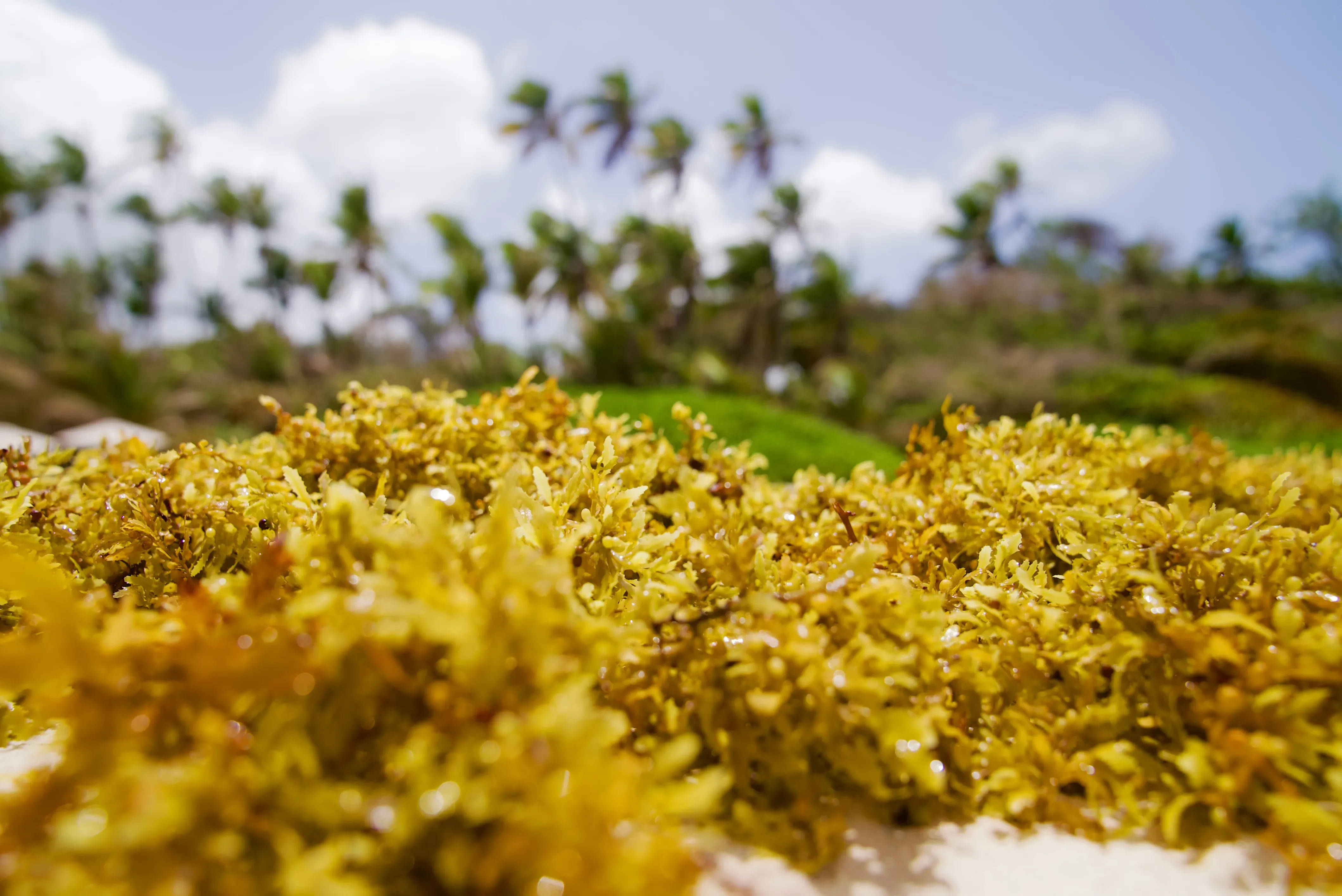 Turning the Sargassum Crisis Into a Seaweed Industry | Pulitzer Center