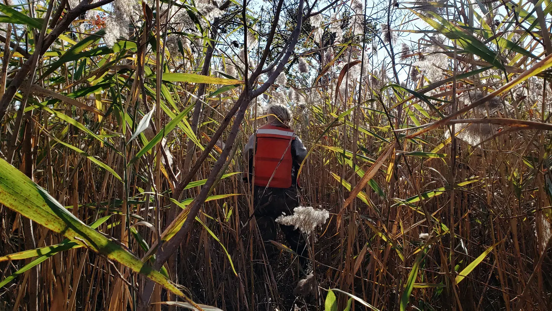 US Coastal Wetlands Are Rapidly Disappearing. Here’s What It’ll Take To ...