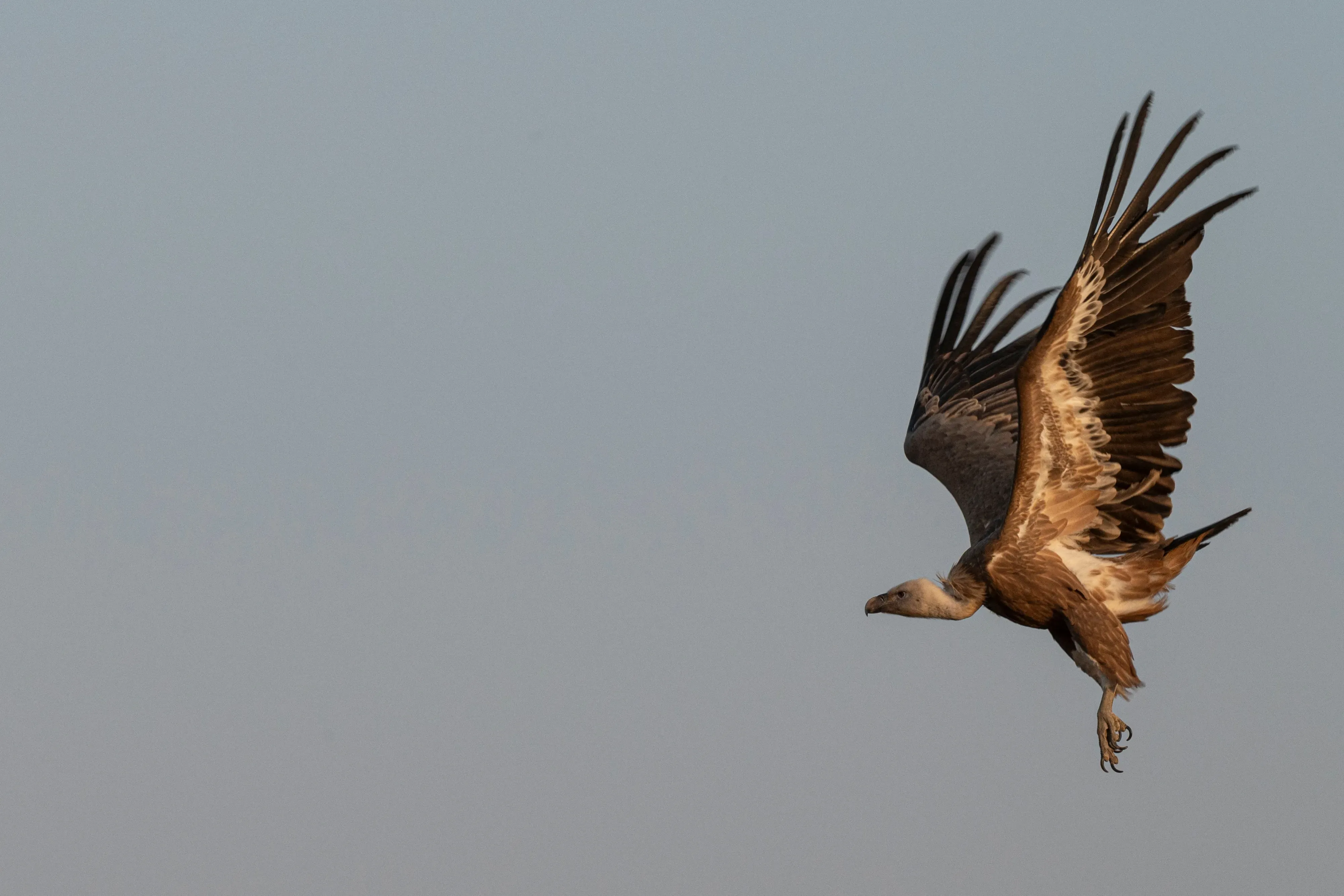 Humans Killed Millions of Vultures. Now People Are Paying the Price ...