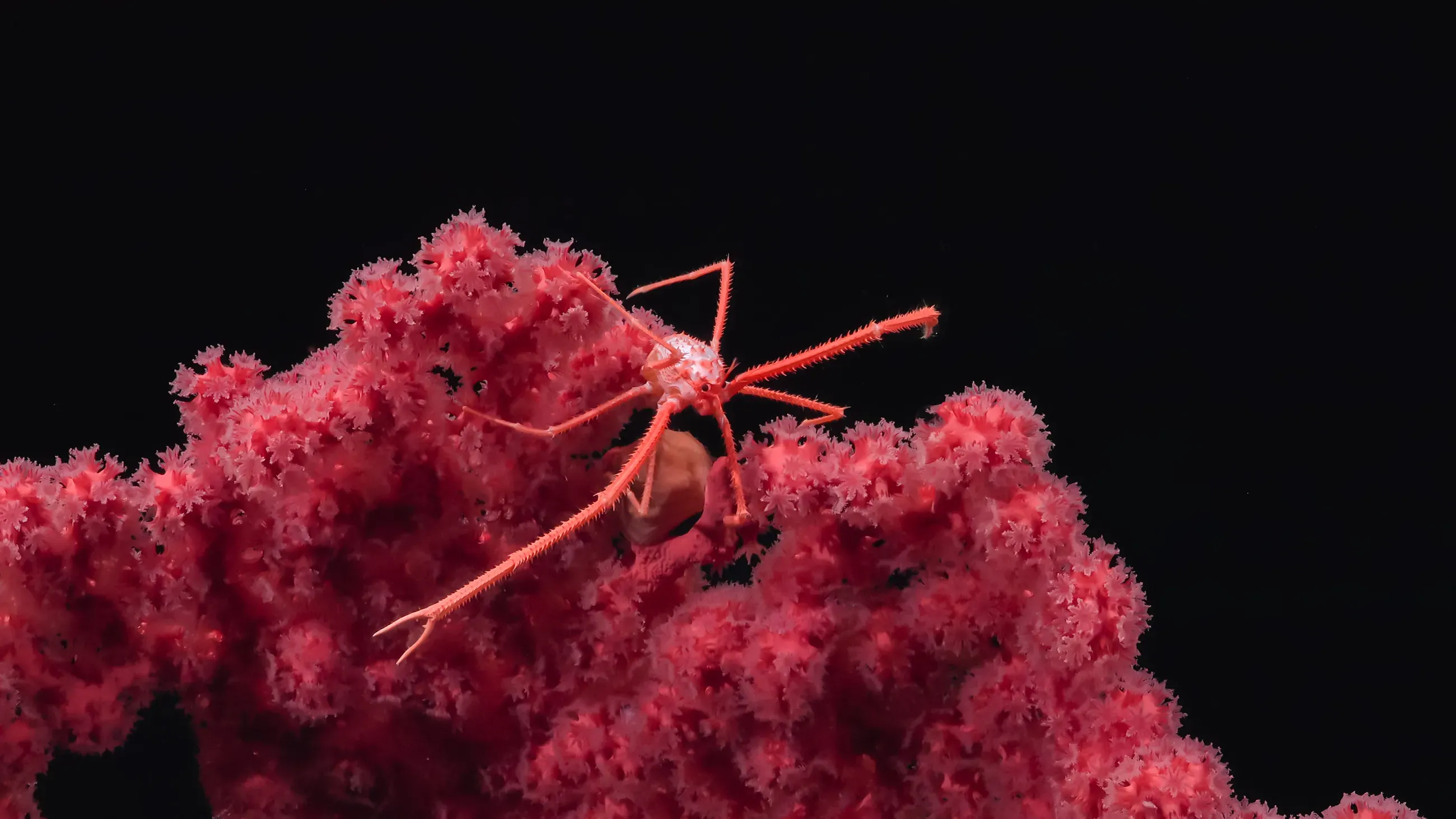 With Deep-Sea Mining Plans in Limbo, Norwegian Companies Fold or Dig In ...