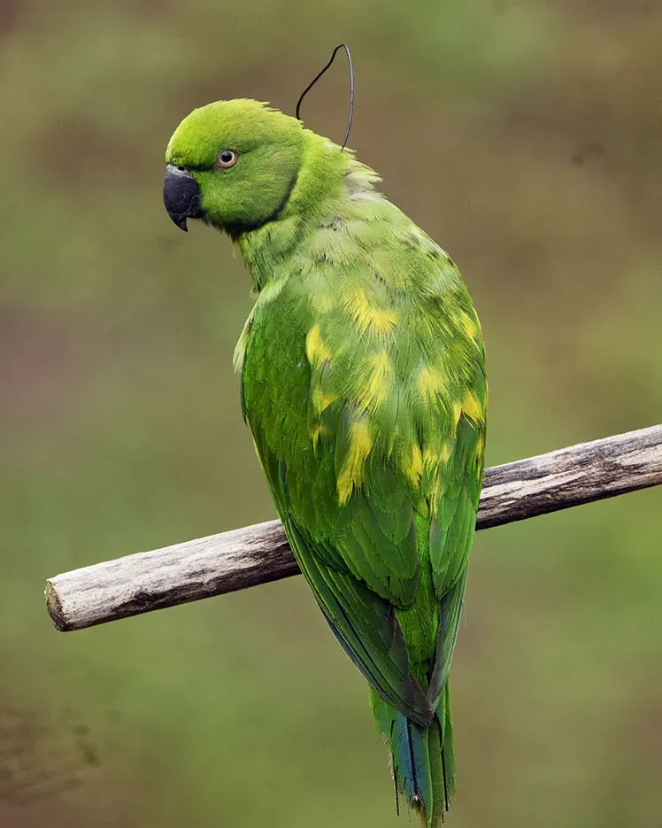 In Mauritius, Research Monkeys Are Big Business—and Big Controversy ...