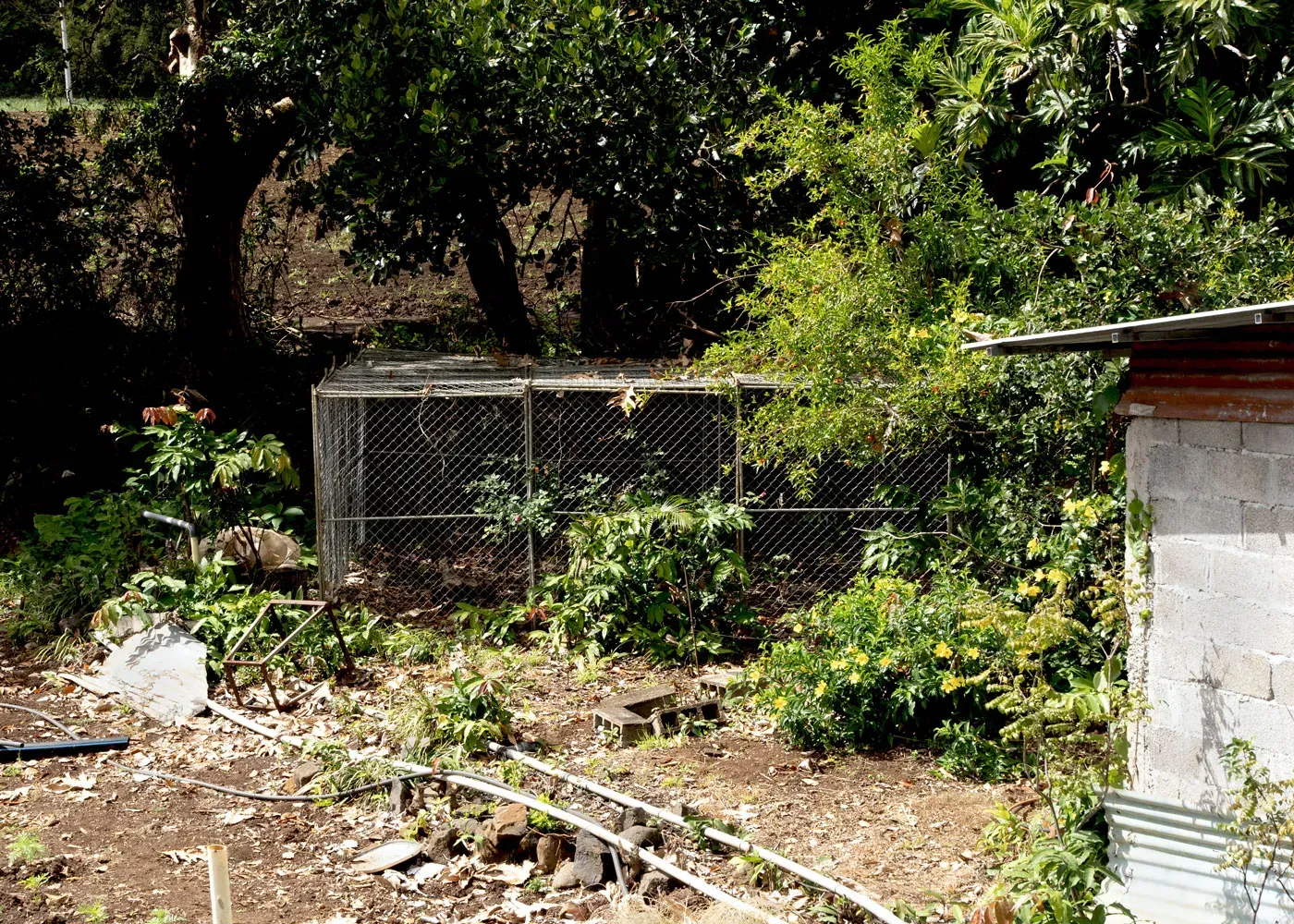 In Mauritius, Research Monkeys Are Big Business—and Big Controversy ...