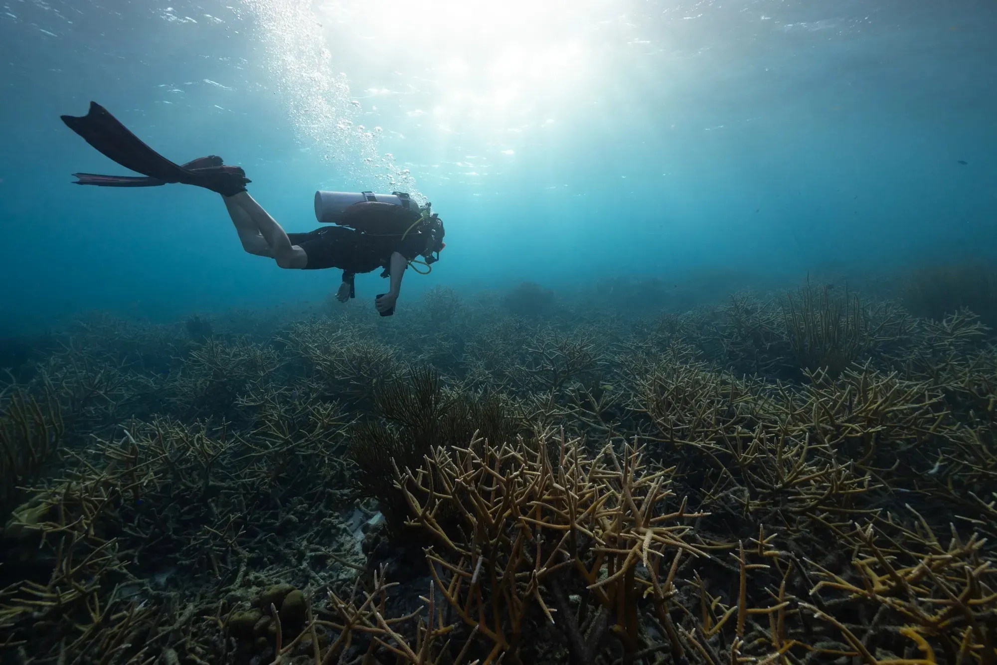 This Awkward Fish Works Harder Than You | Pulitzer Center