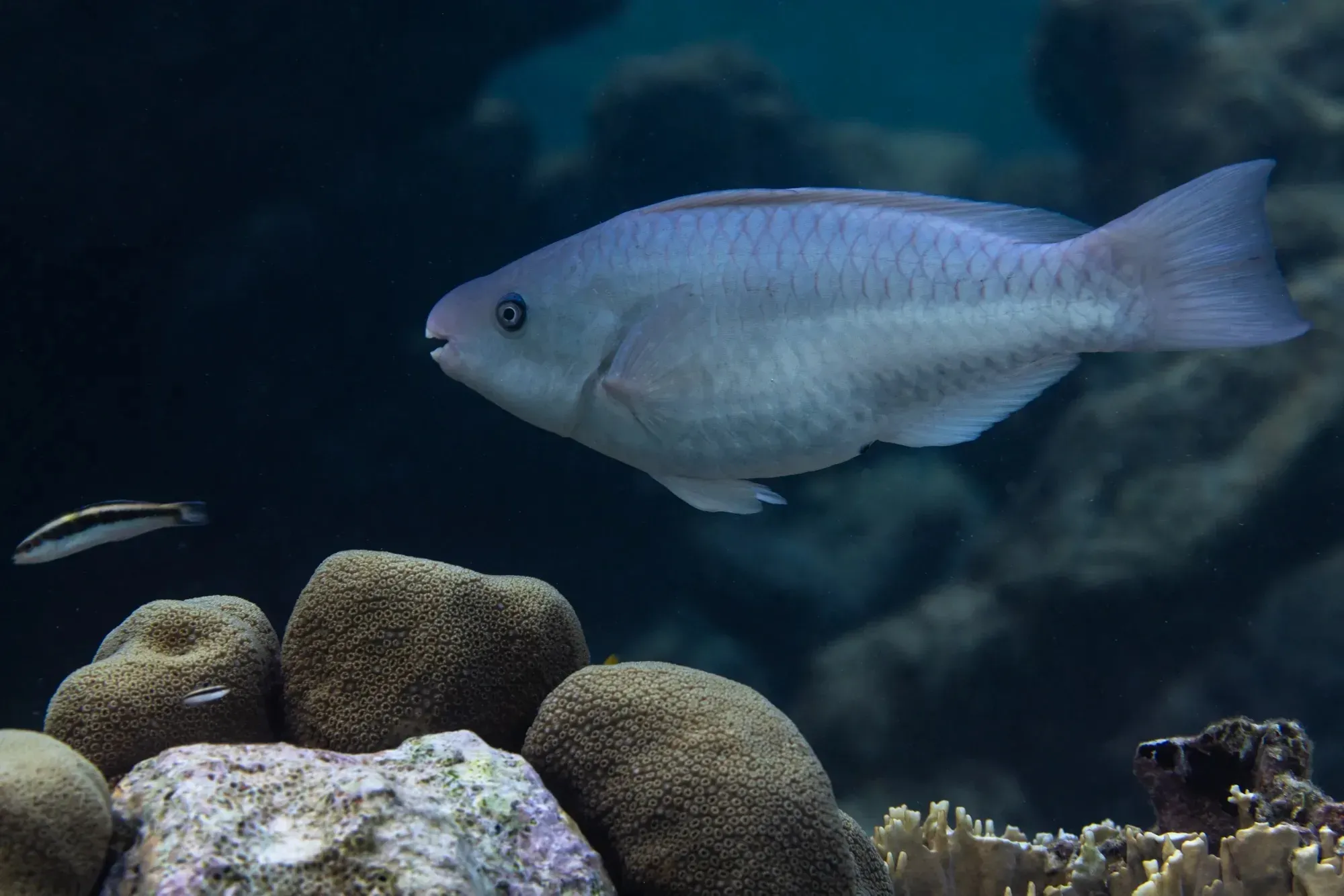 This Awkward Fish Works Harder Than You | Pulitzer Center