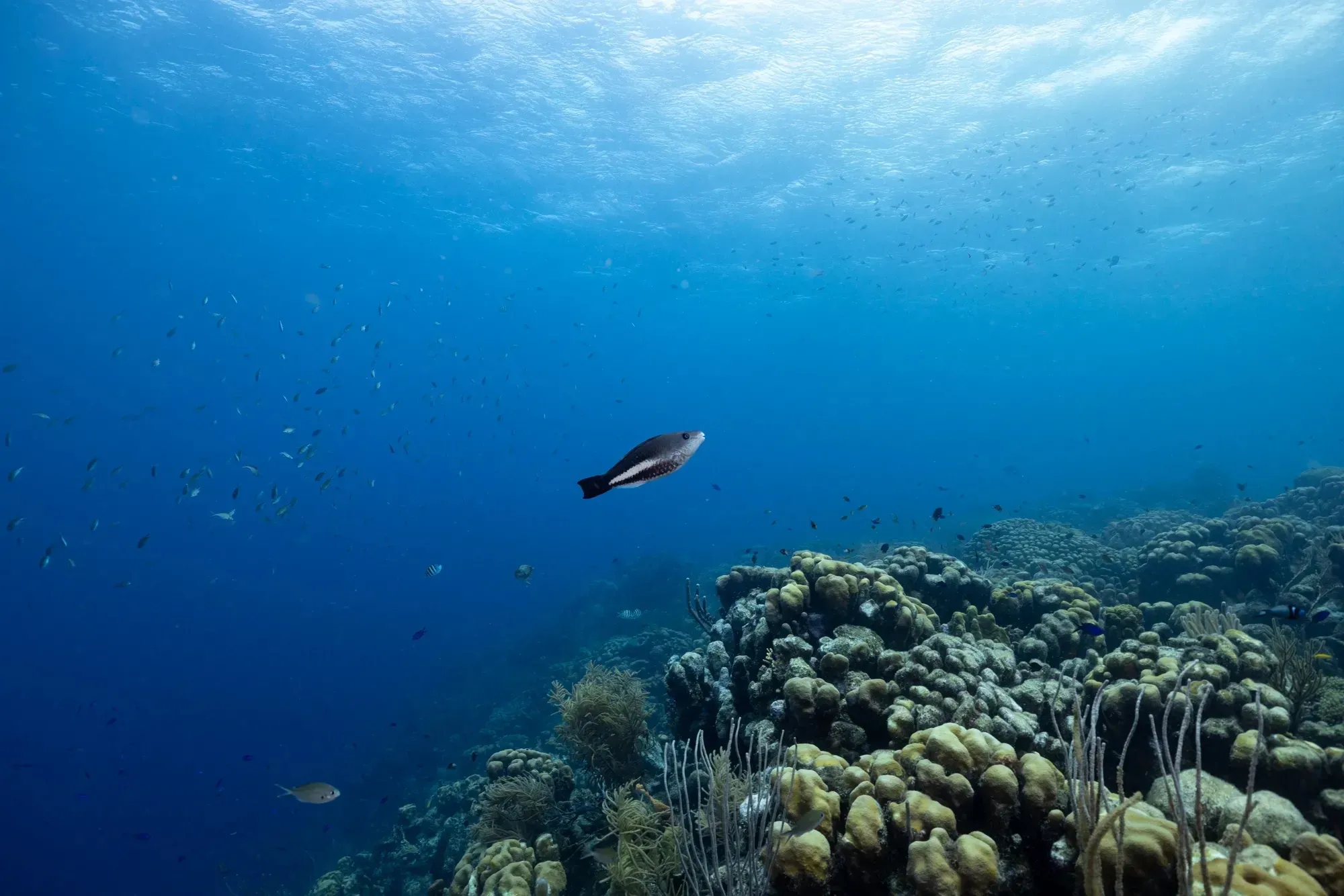 This Awkward Fish Works Harder Than You | Pulitzer Center