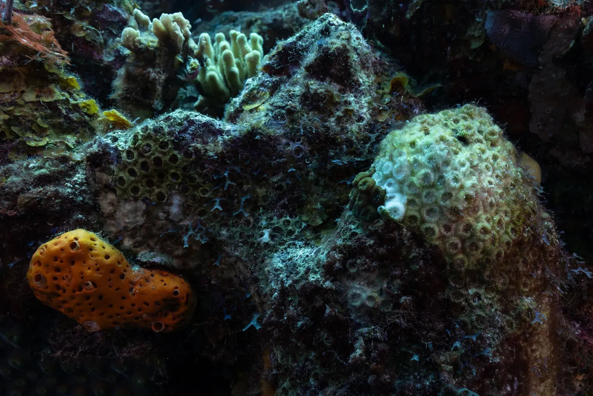 This Awkward Fish Works Harder Than You | Pulitzer Center