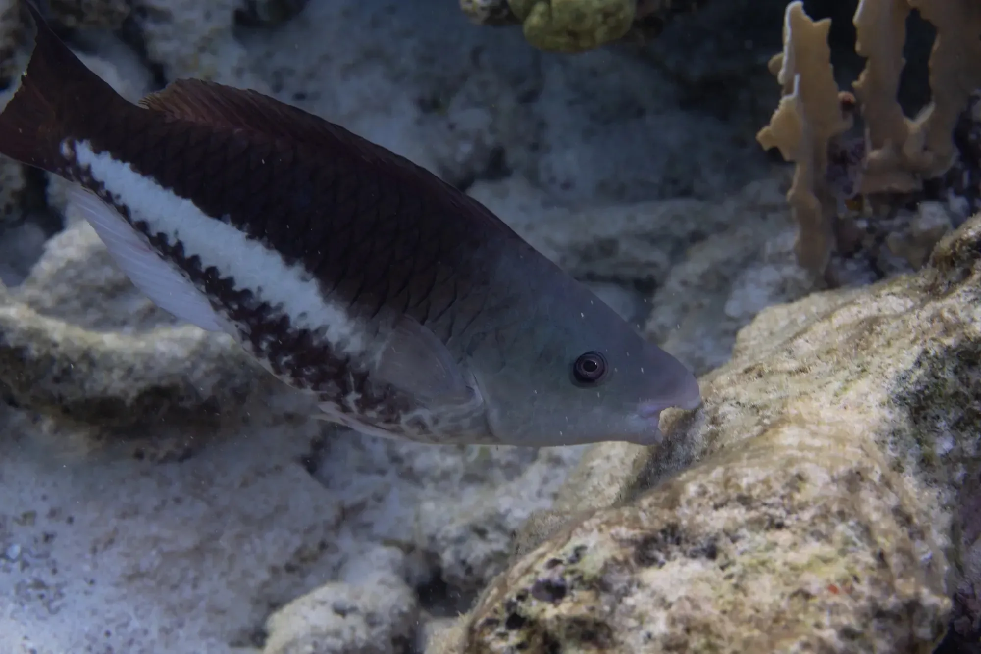 This Awkward Fish Works Harder Than You | Pulitzer Center
