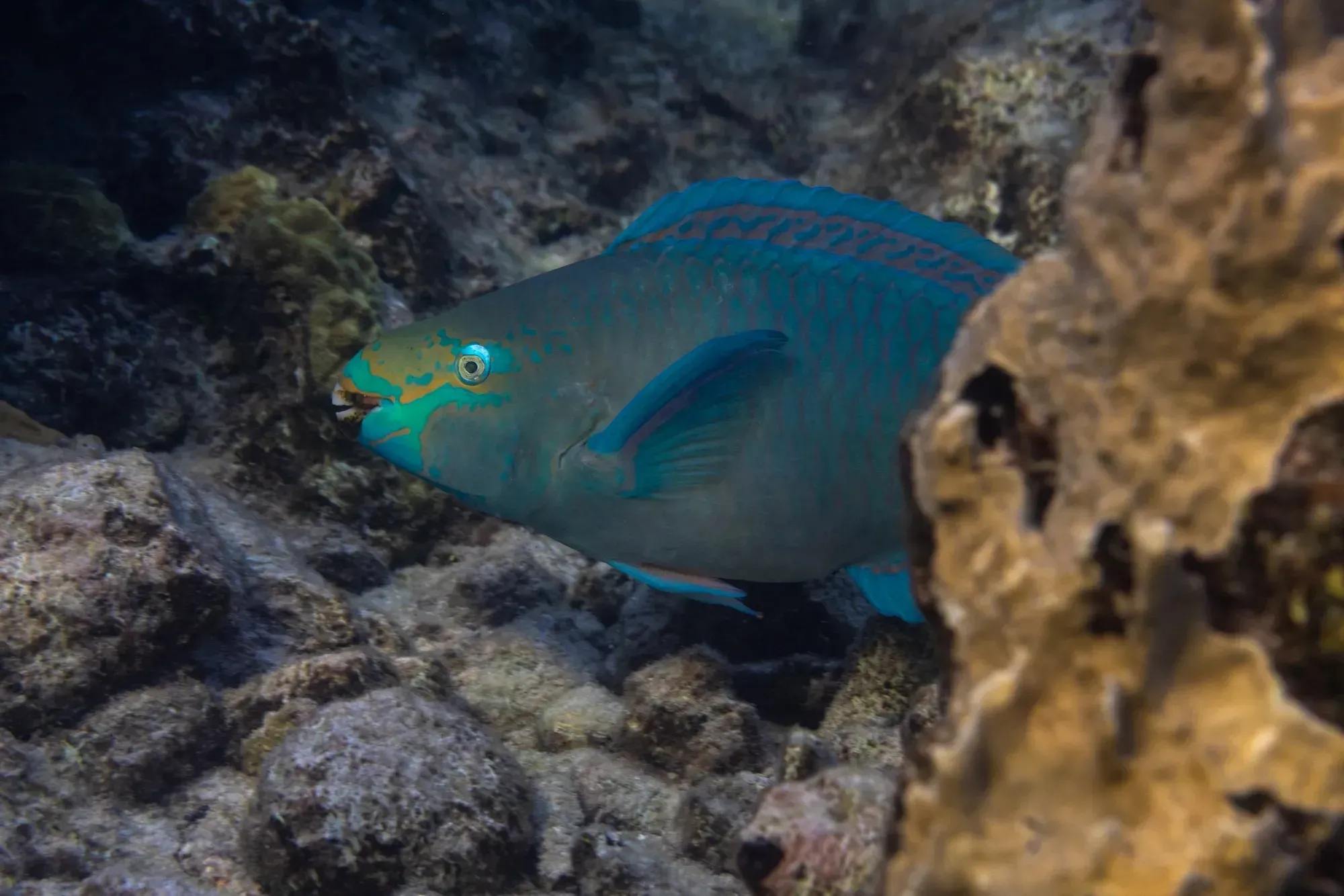 This Awkward Fish Works Harder Than You | Pulitzer Center