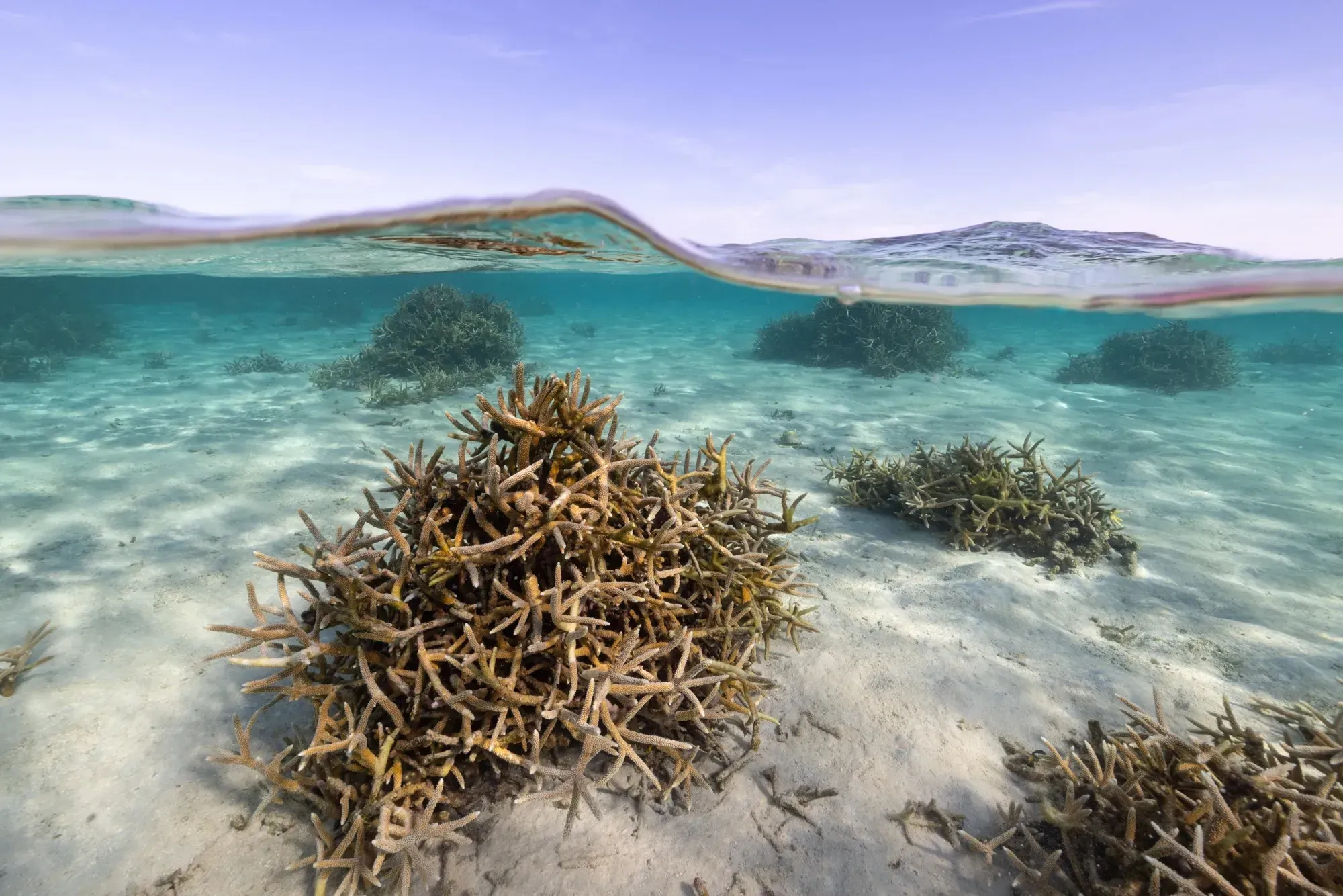 This Awkward Fish Works Harder Than You | Pulitzer Center