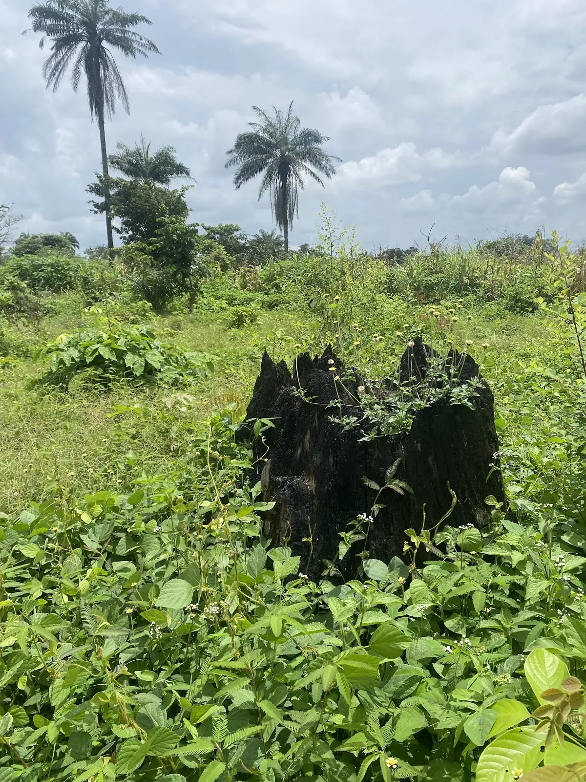 Amid Deforestation Scourge, Vanishing Herbal Plants Pose Health Crisis ...