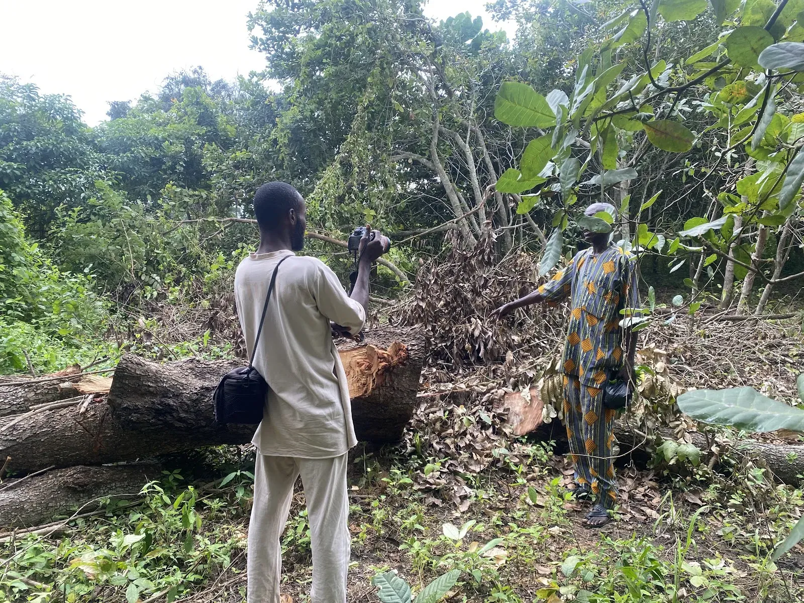 Amid Deforestation Scourge, Vanishing Herbal Plants Pose Health Crisis ...
