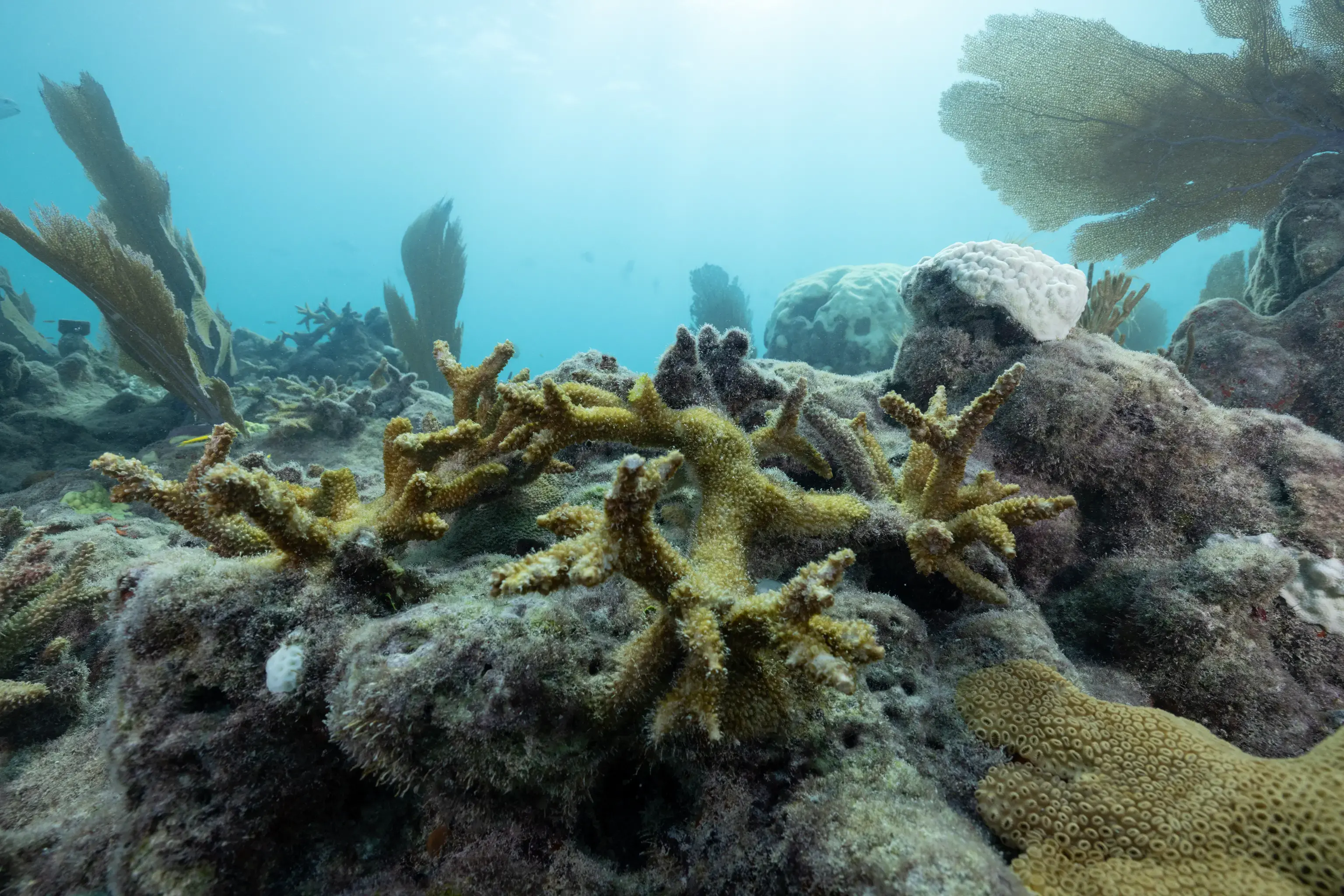 I Visited a Beautiful Coral Reef in 2022. What I Saw There This Summer ...